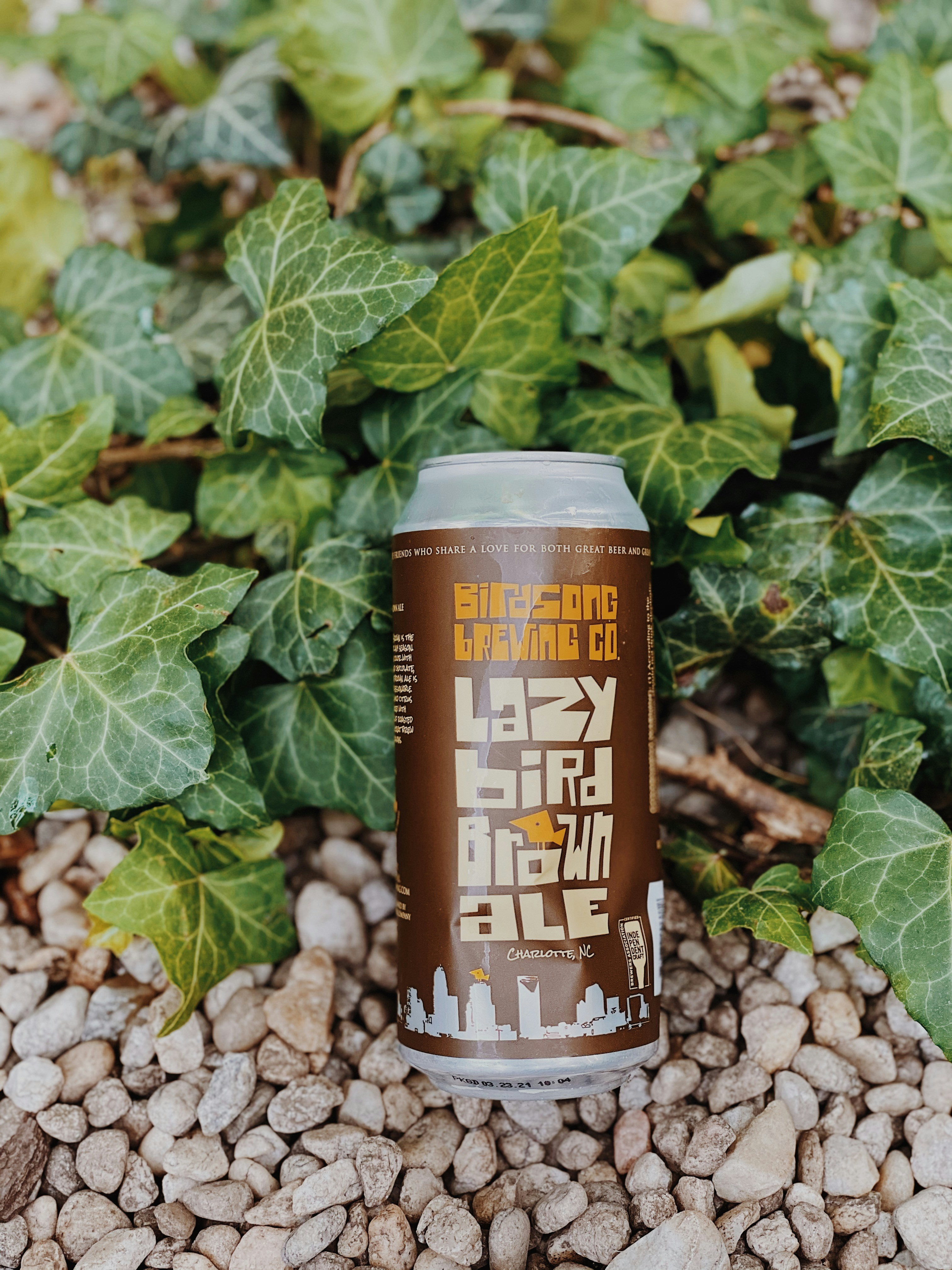 A can of Lazy Bird Brown Ale by Bitysong Brewing Co. nestled among lush green ivy and pebbles, showcasing the harmonious blend of craft beer and nature.