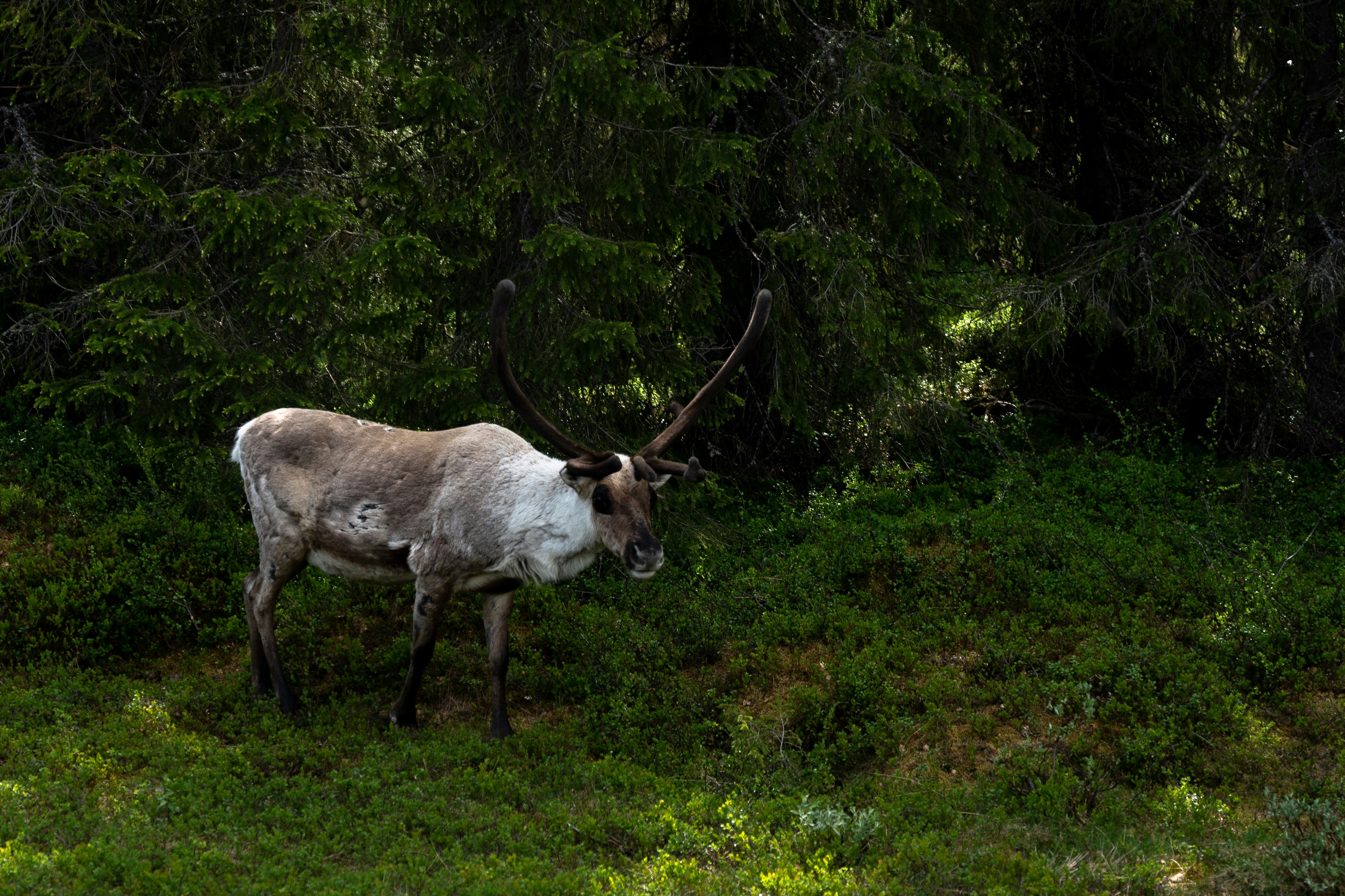 Stately Elk in Silent Forest Clearing
