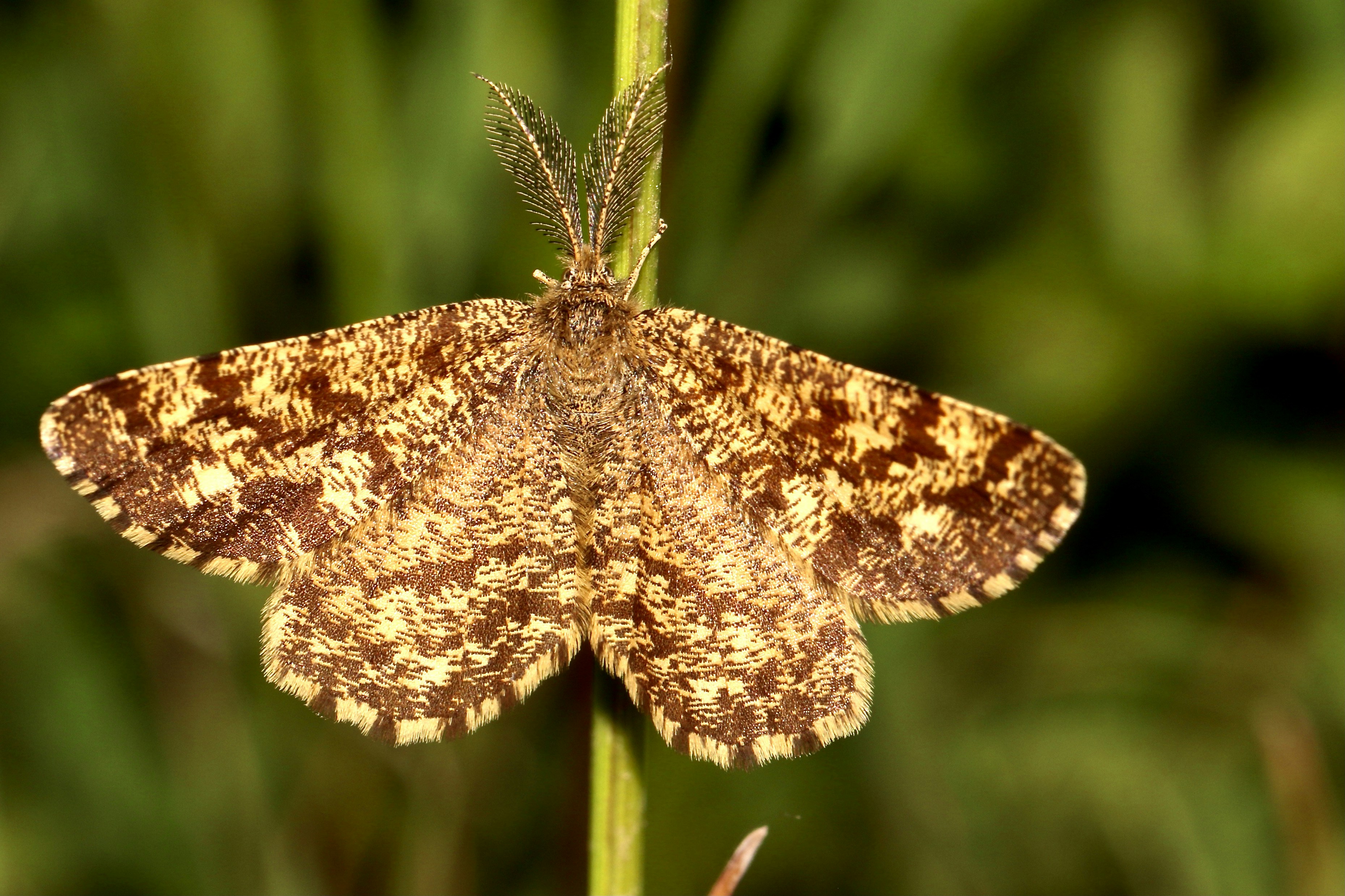 Brown moth perched on a grass stem with a blurred green background.
