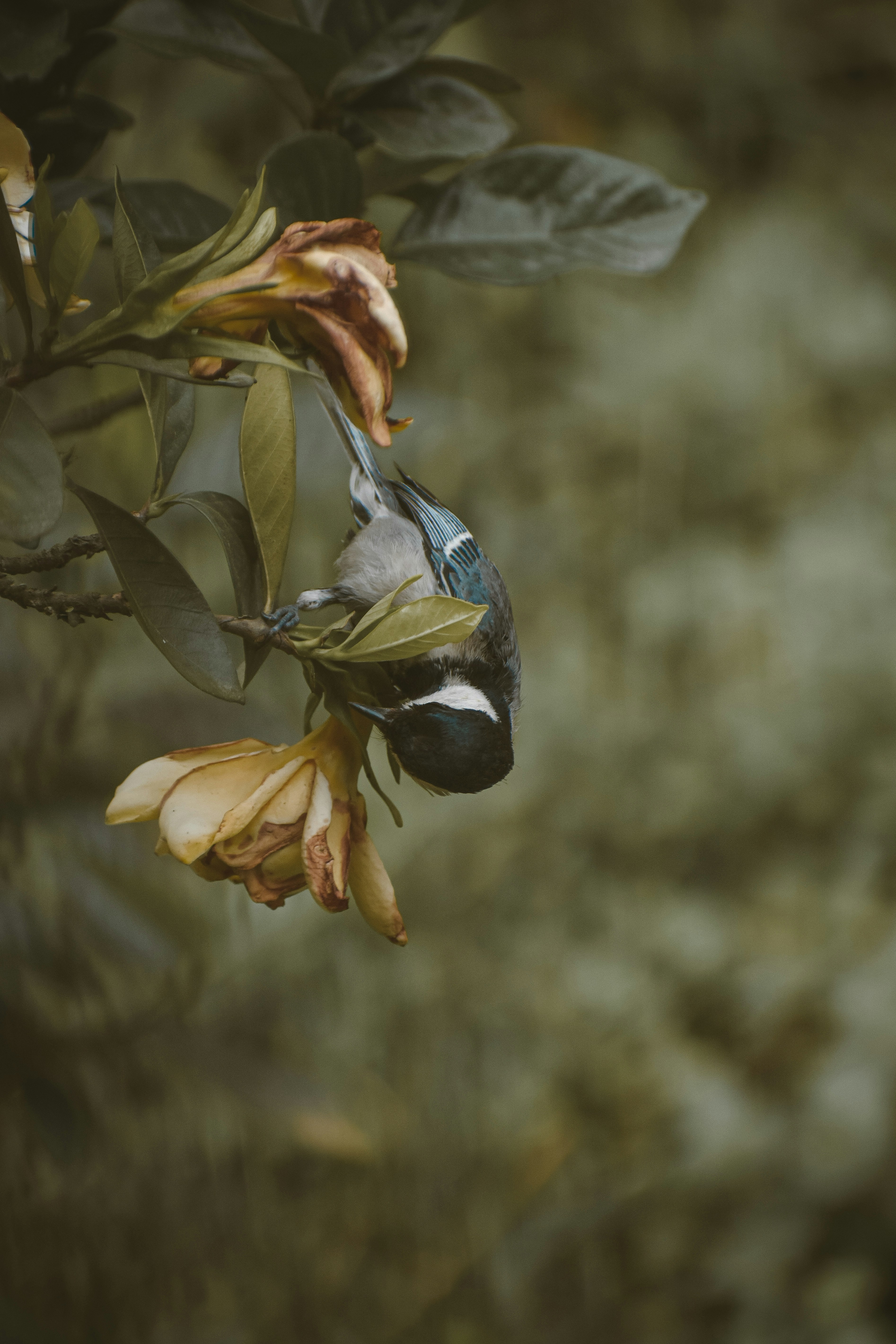 A vibrant bird delicately perched on a blooming flower, showcasing its colorful plumage against a softly blurred background.