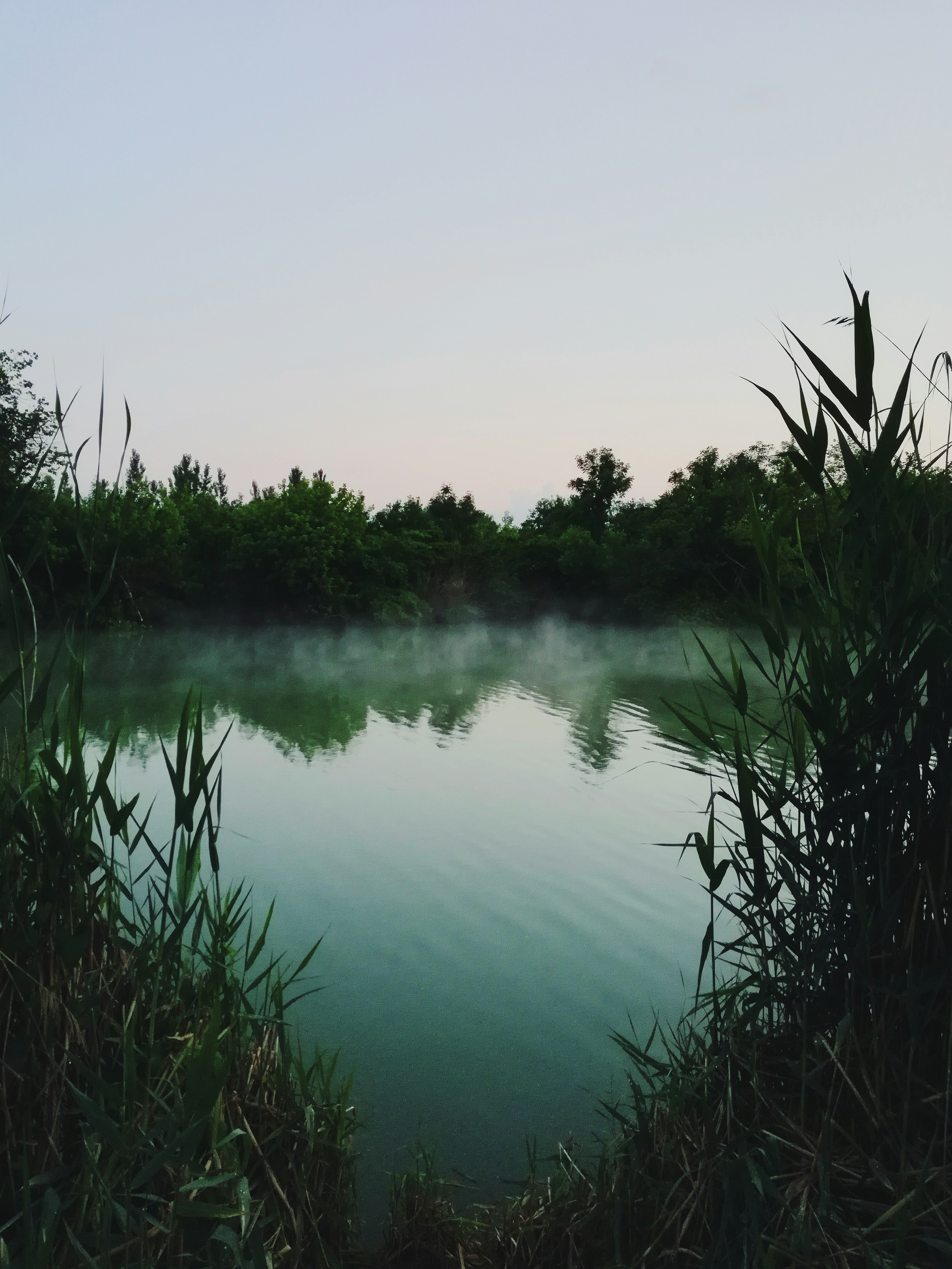 Misty waters reflecting lush greenery under a soft dawn sky, framed by tall reeds. The serene atmosphere invites quiet contemplation.