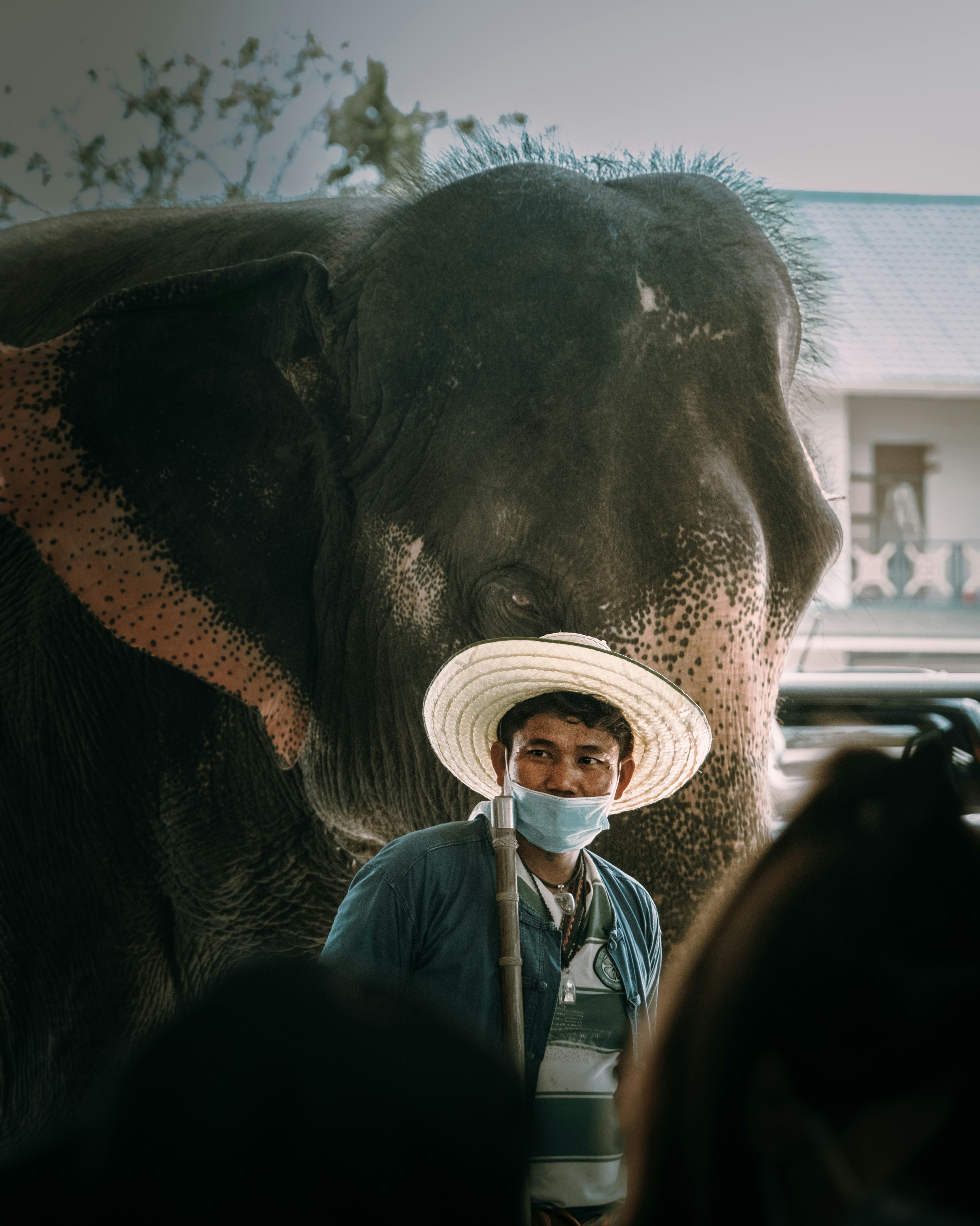 Harmony in the Shadows: A Man and His Gentle Giant