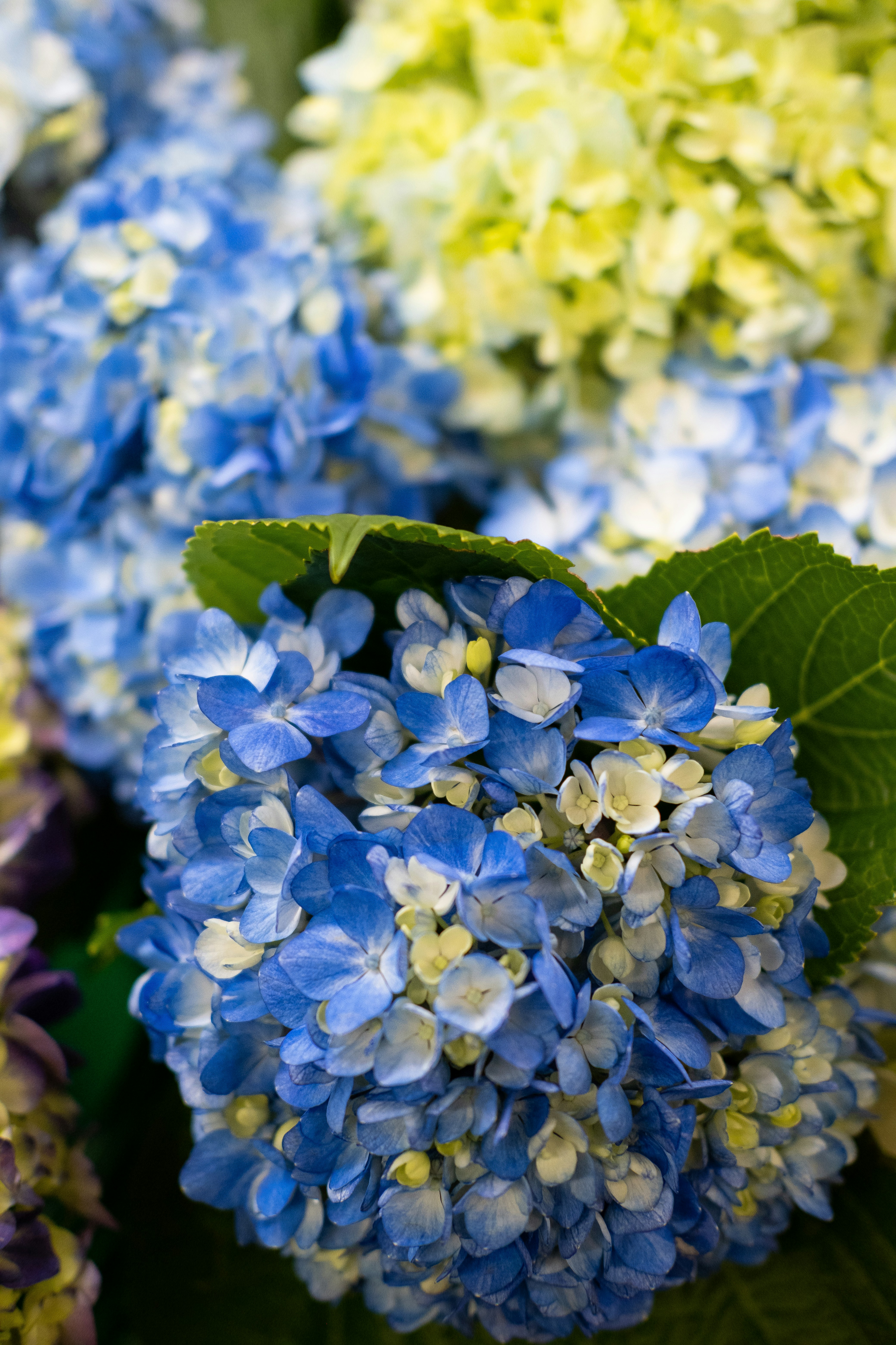 Blue and white flowers in tilt shift lens photo – Free Flowers Image on ...