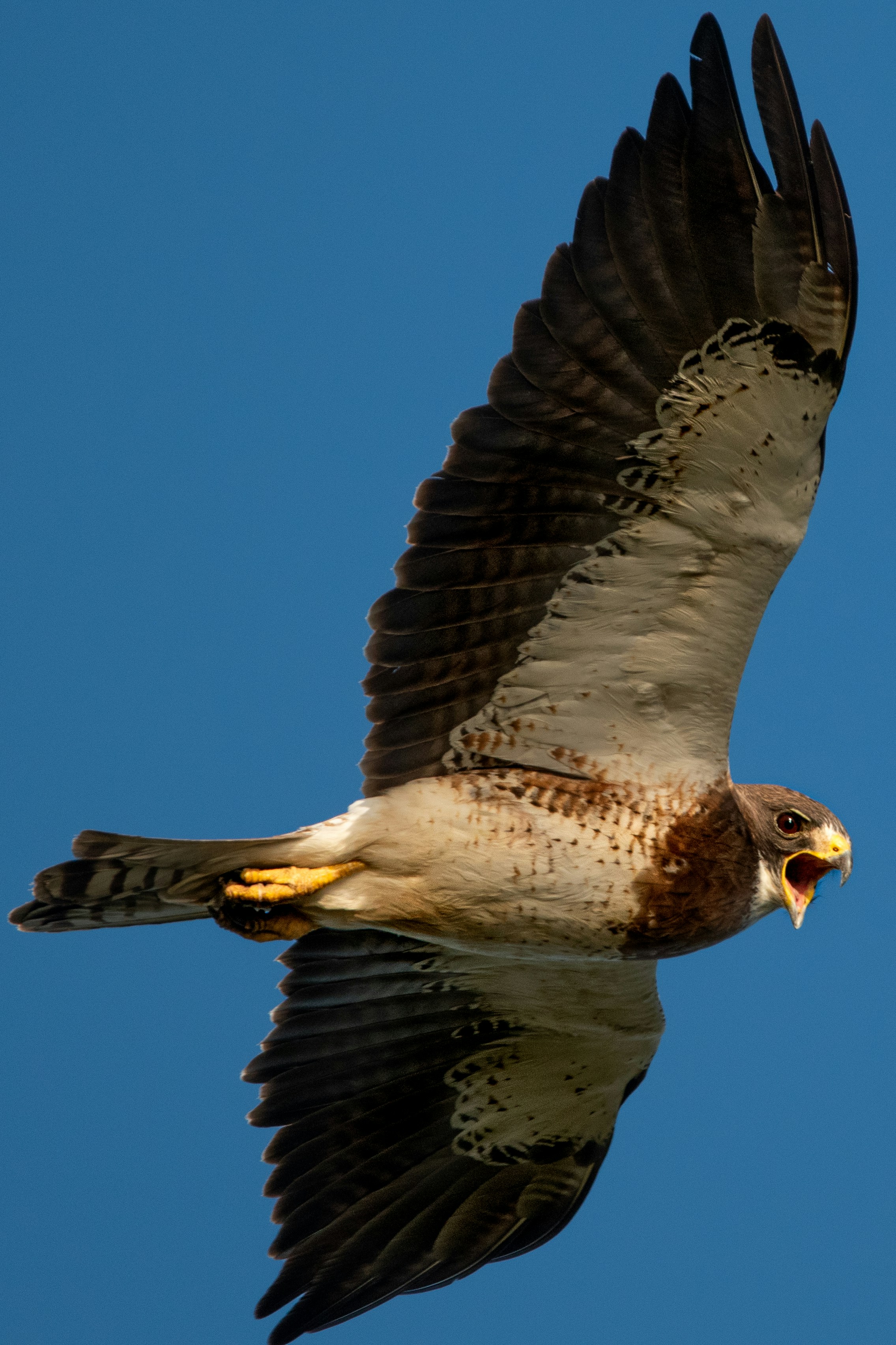 A large bird flying through a blue sky photo – Free Bird Image on Unsplash