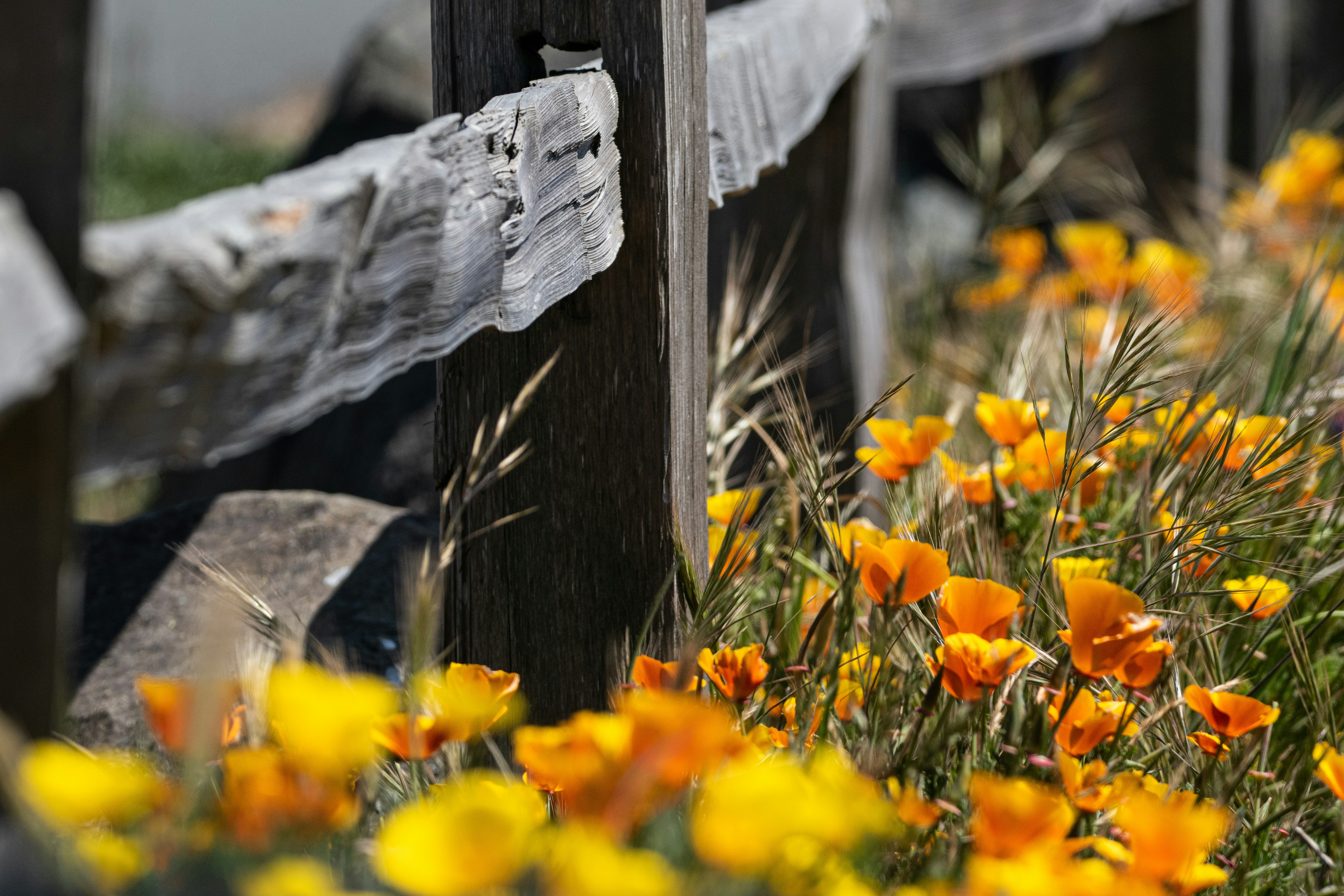 a bunch of flowers that are by a fence