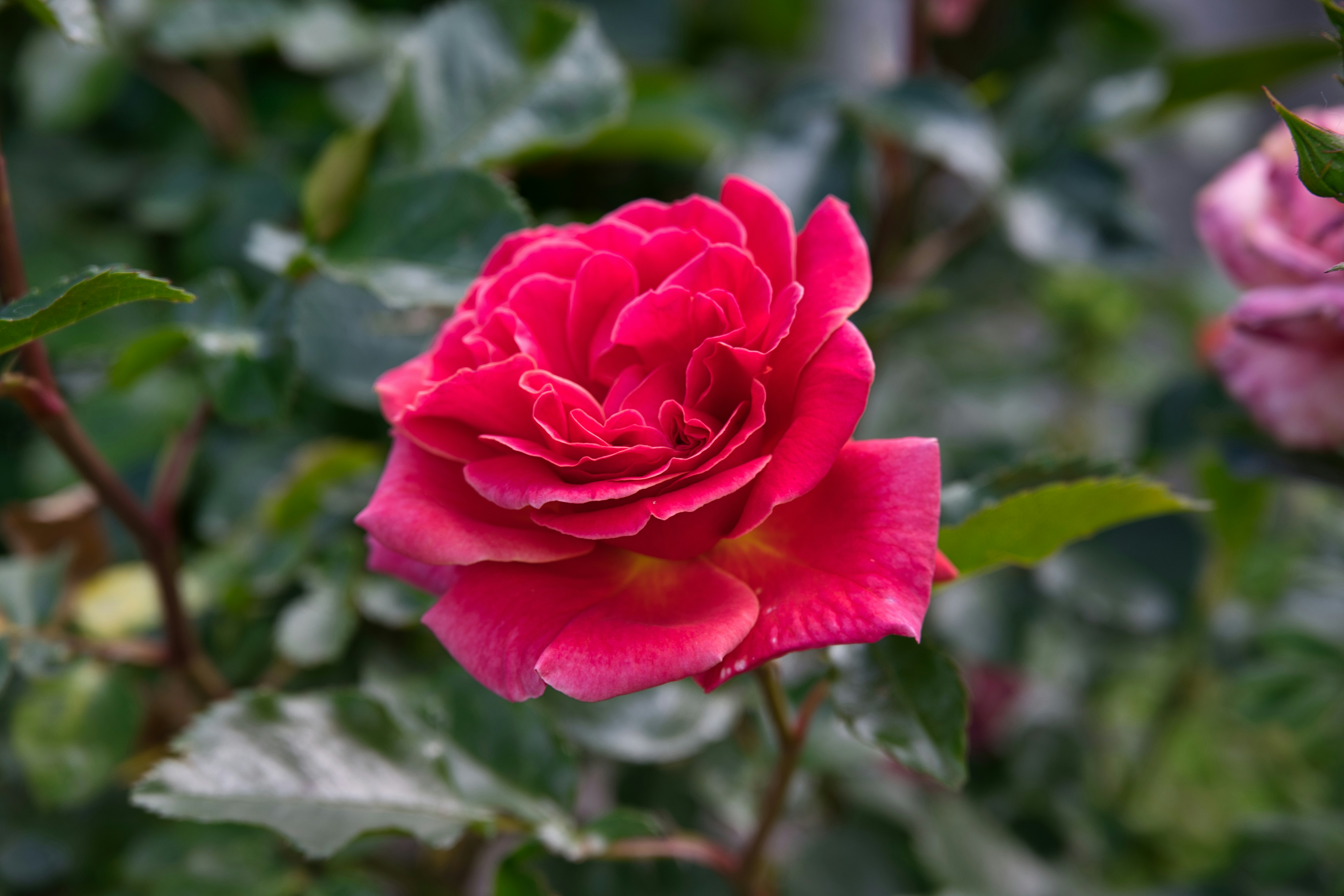 Vivid pink rose with layered petals surrounded by lush green foliage.