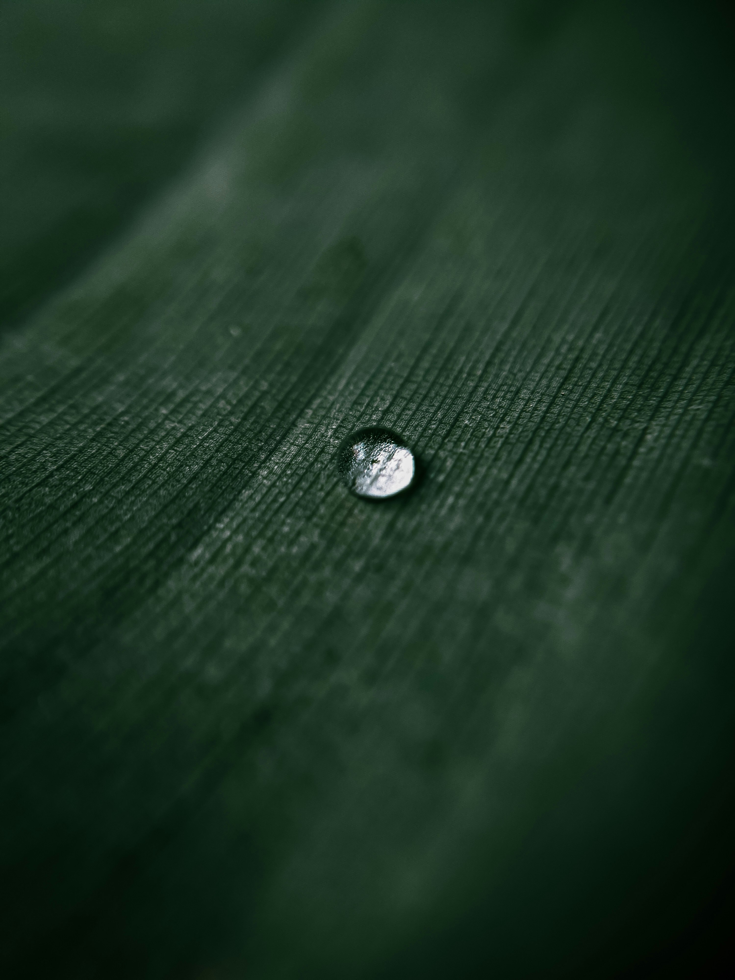 Emerald Droplet on a Veined Leaf: a Macro Texture Study