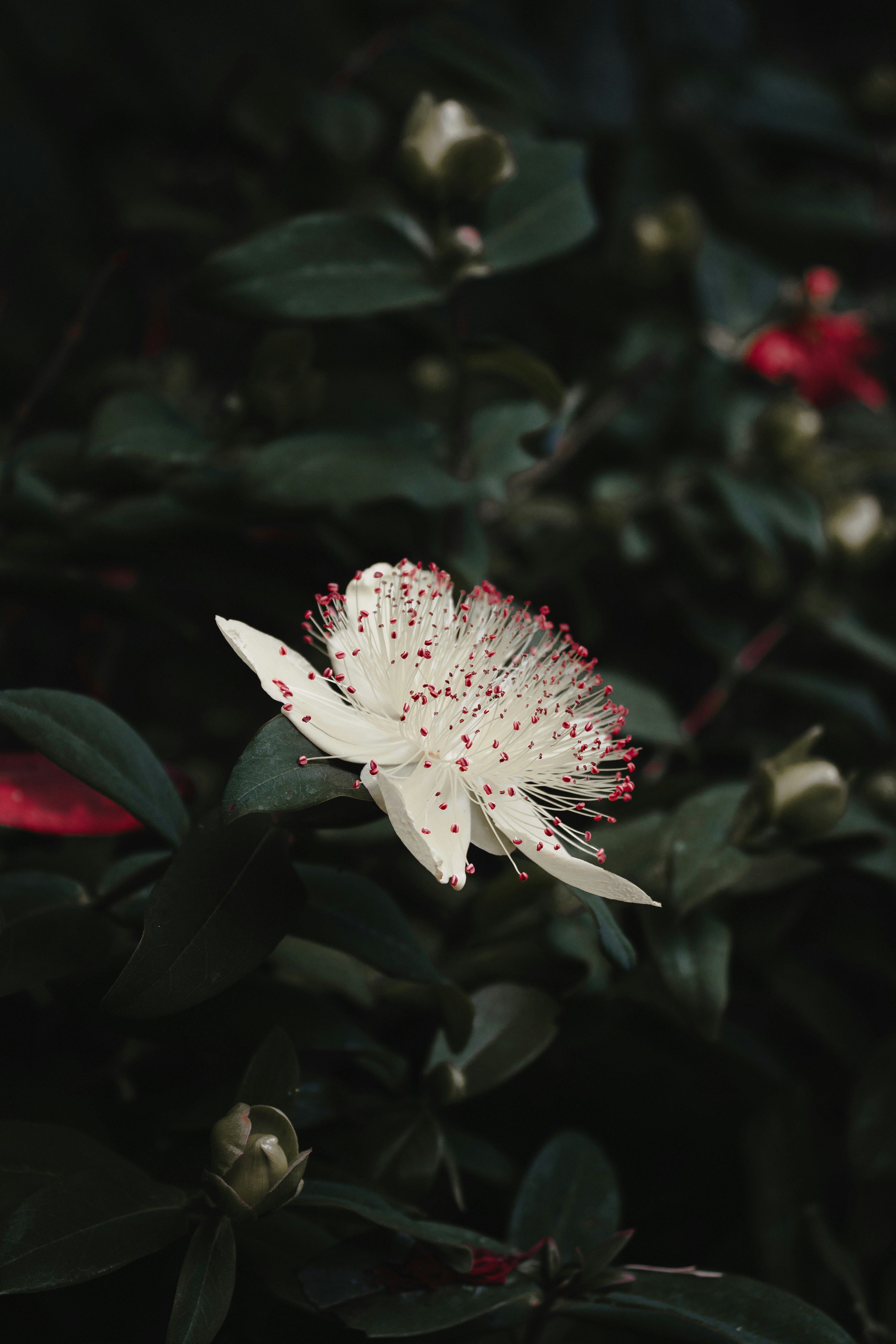 A single white flower with vibrant red stamens stands out against a backdrop of lush green foliage. The subtle play of light highlights its intricate details.