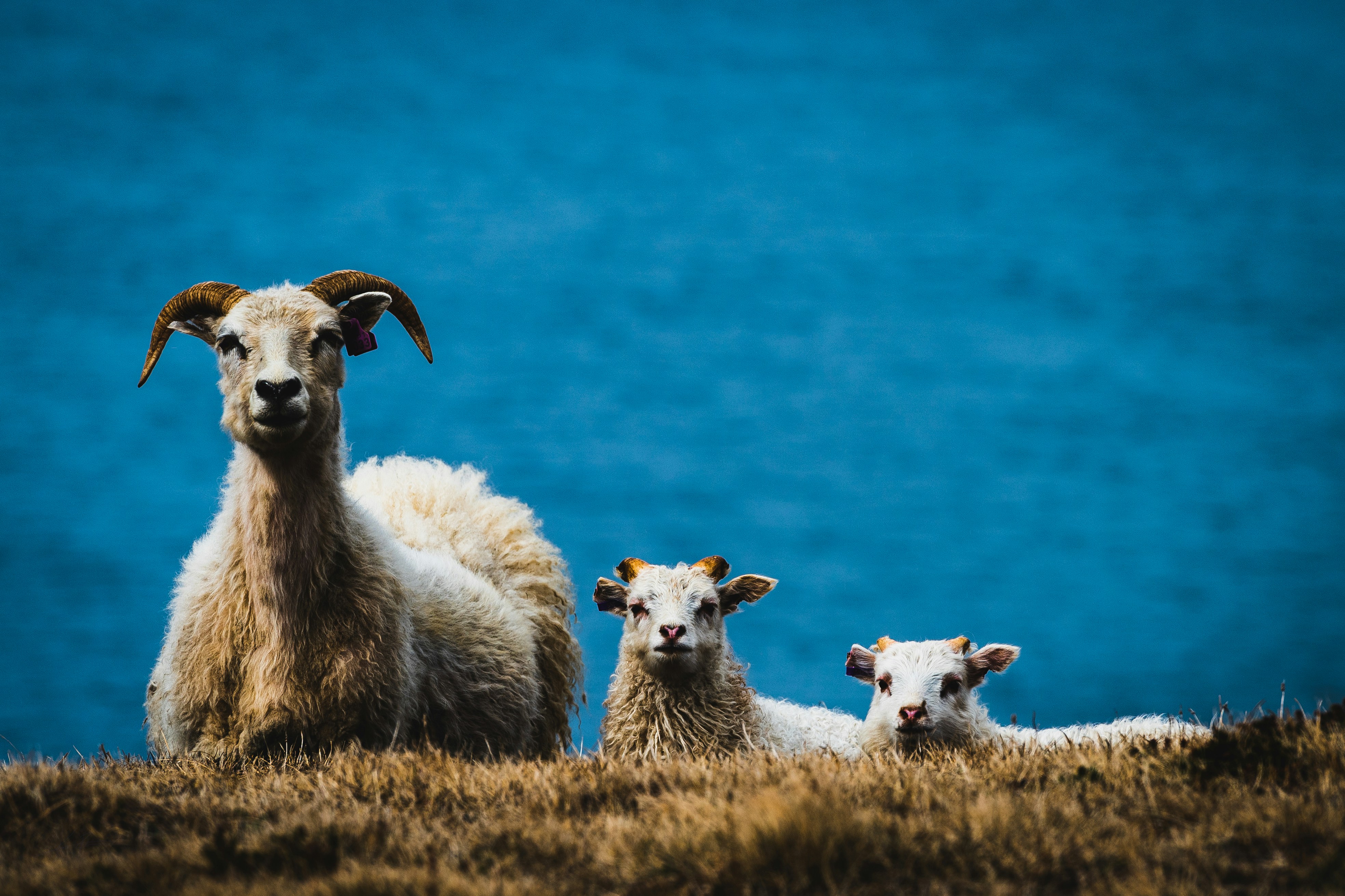 Cerulean Sentinel: A Ram and Two Lambs on the Coastal Slope