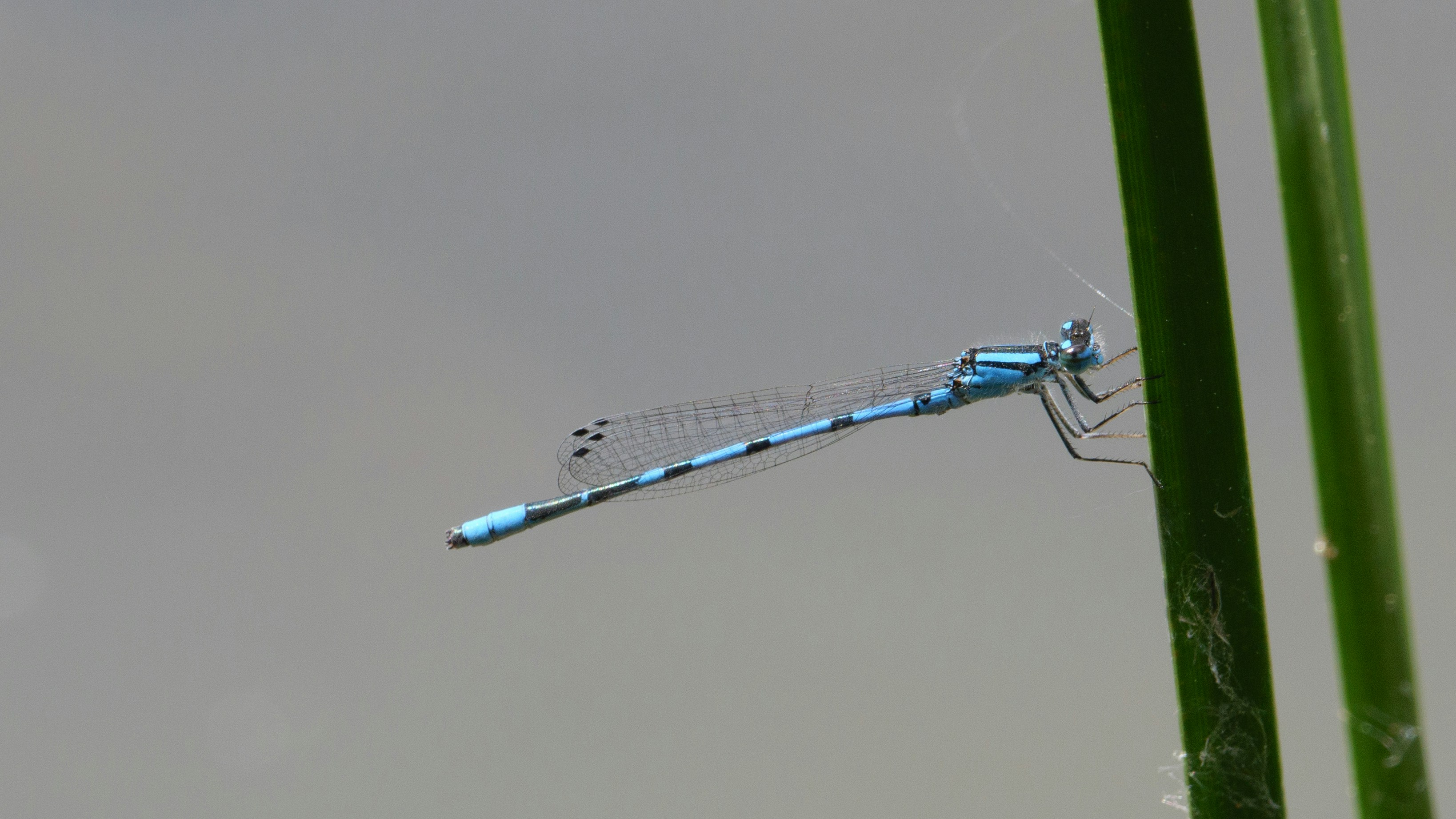 Delicate blue dragonfly resting on a green reed above still water, showcasing intricate details of its wings and body.