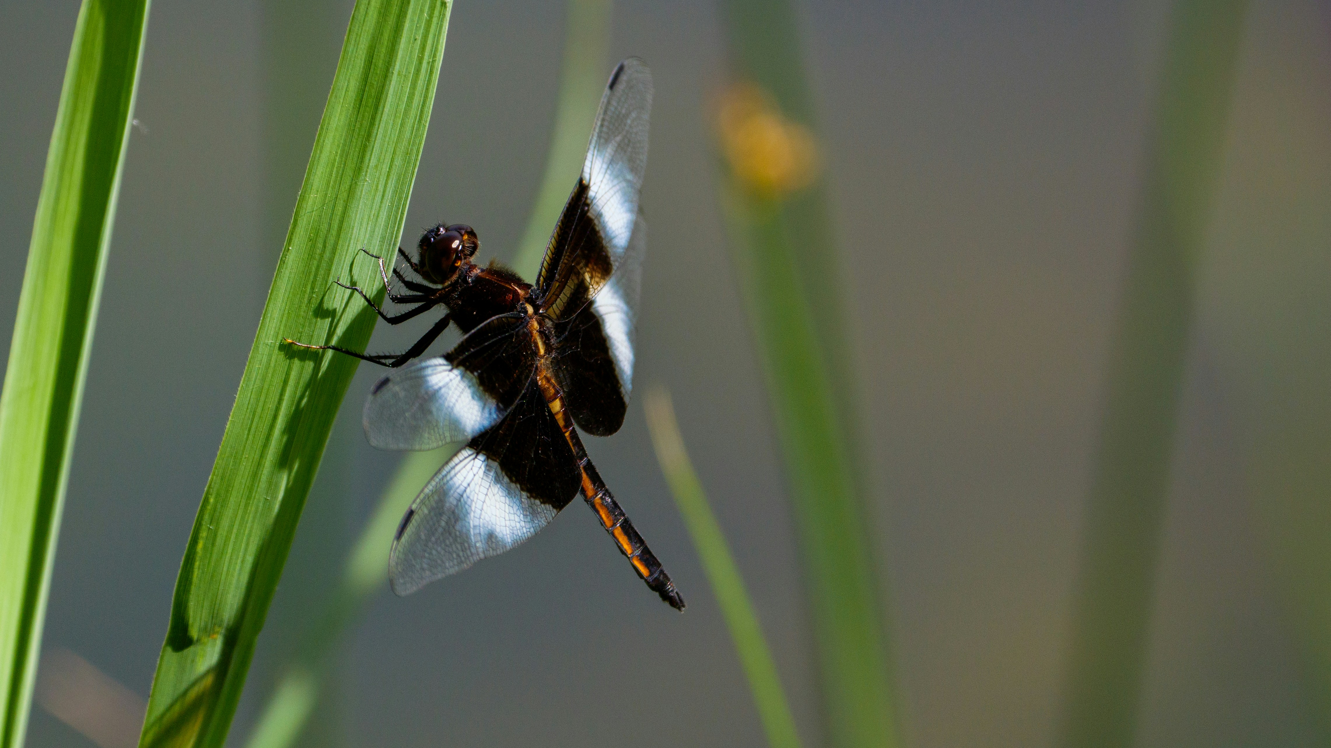 Close-up of an amber-striped dragonfly perched on a blade of grass beside a calm marsh. The shallow depth of field isolates the insect against a softly blurred background.