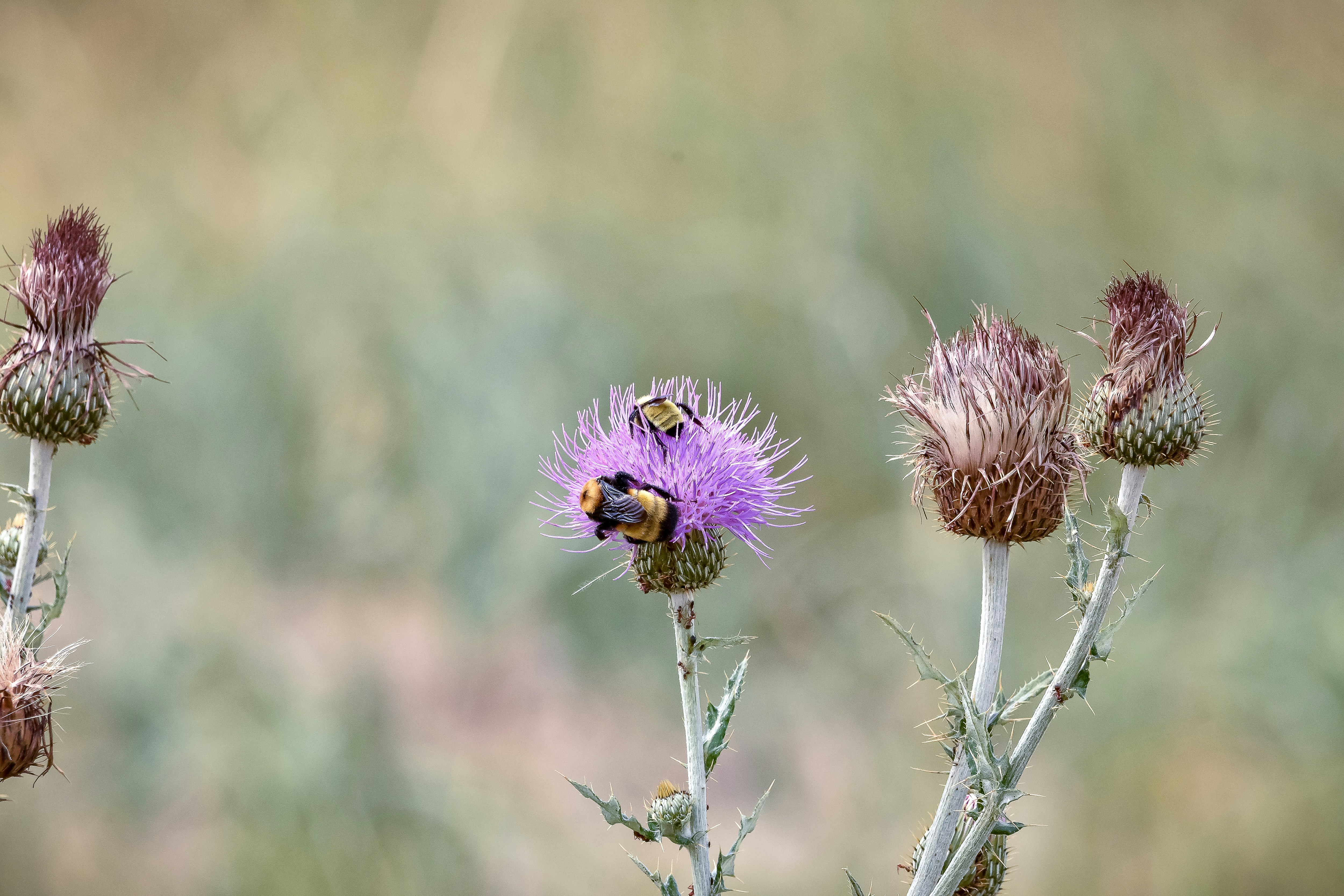 Purple flower with yellow and black bee photo – Free Southern alberta ...