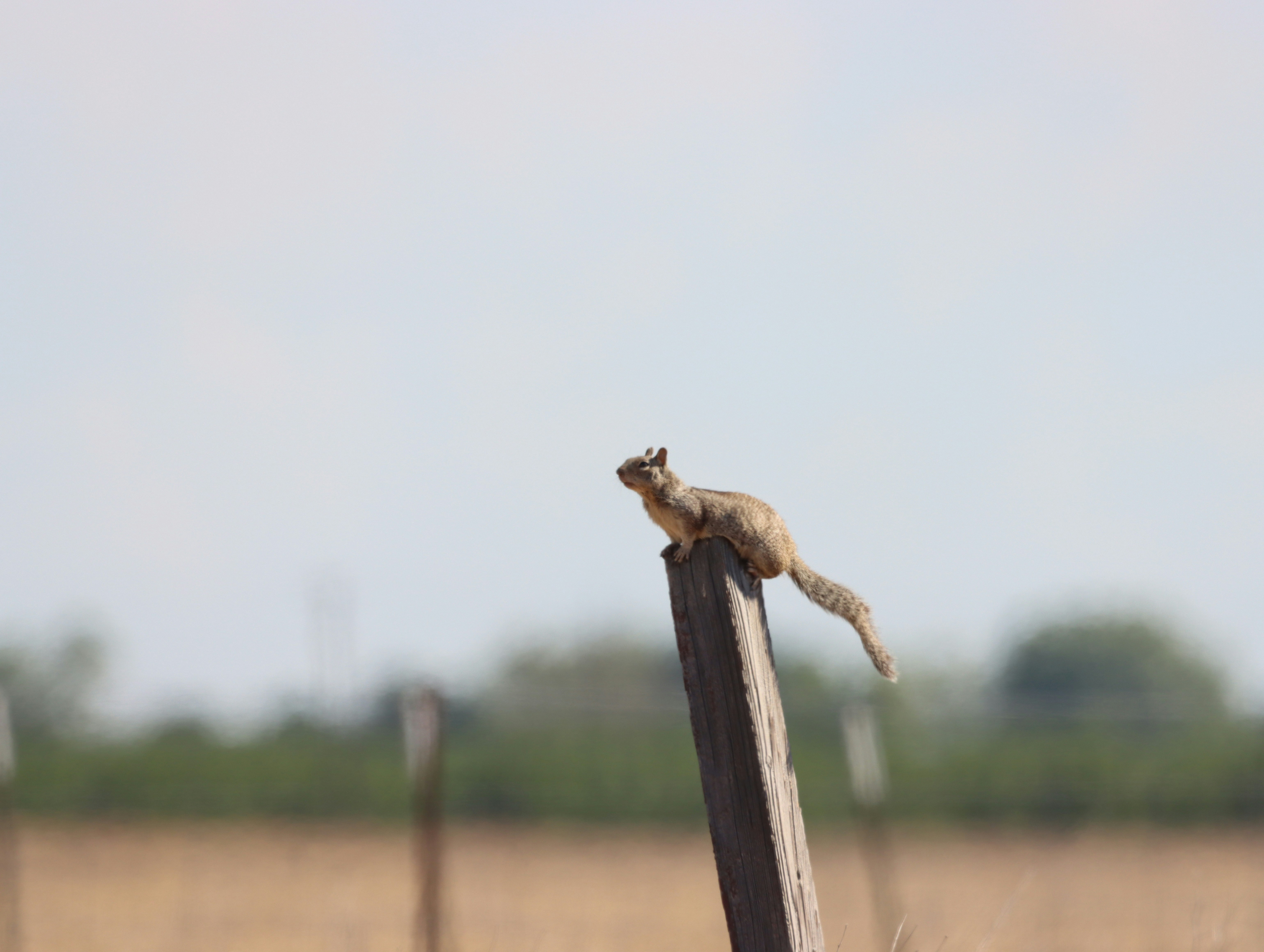 Perched Squirrel on a Weathered Post Over a Quiet Prairie