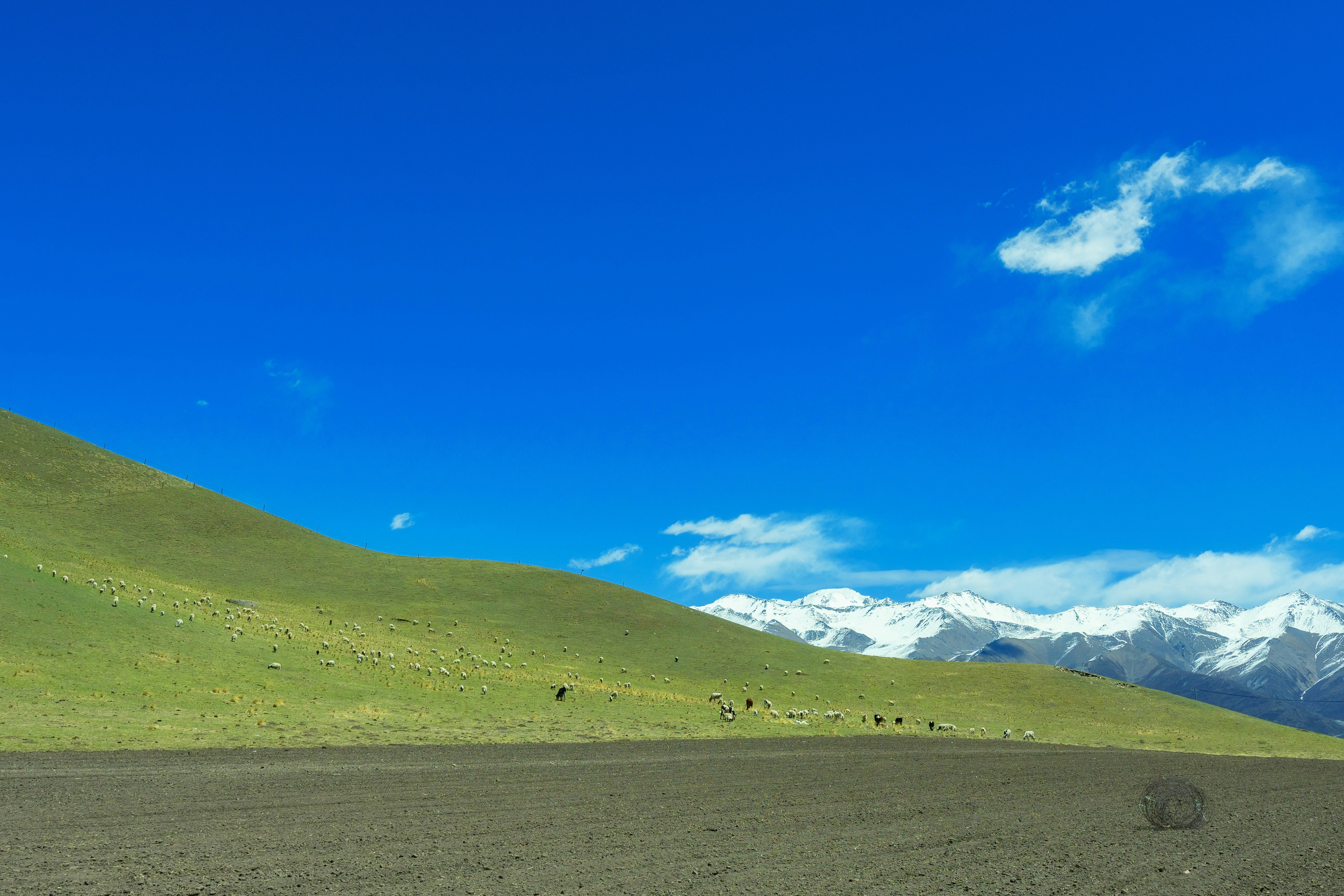 A large field with animals grazing in the distance photo – Free Blue ...