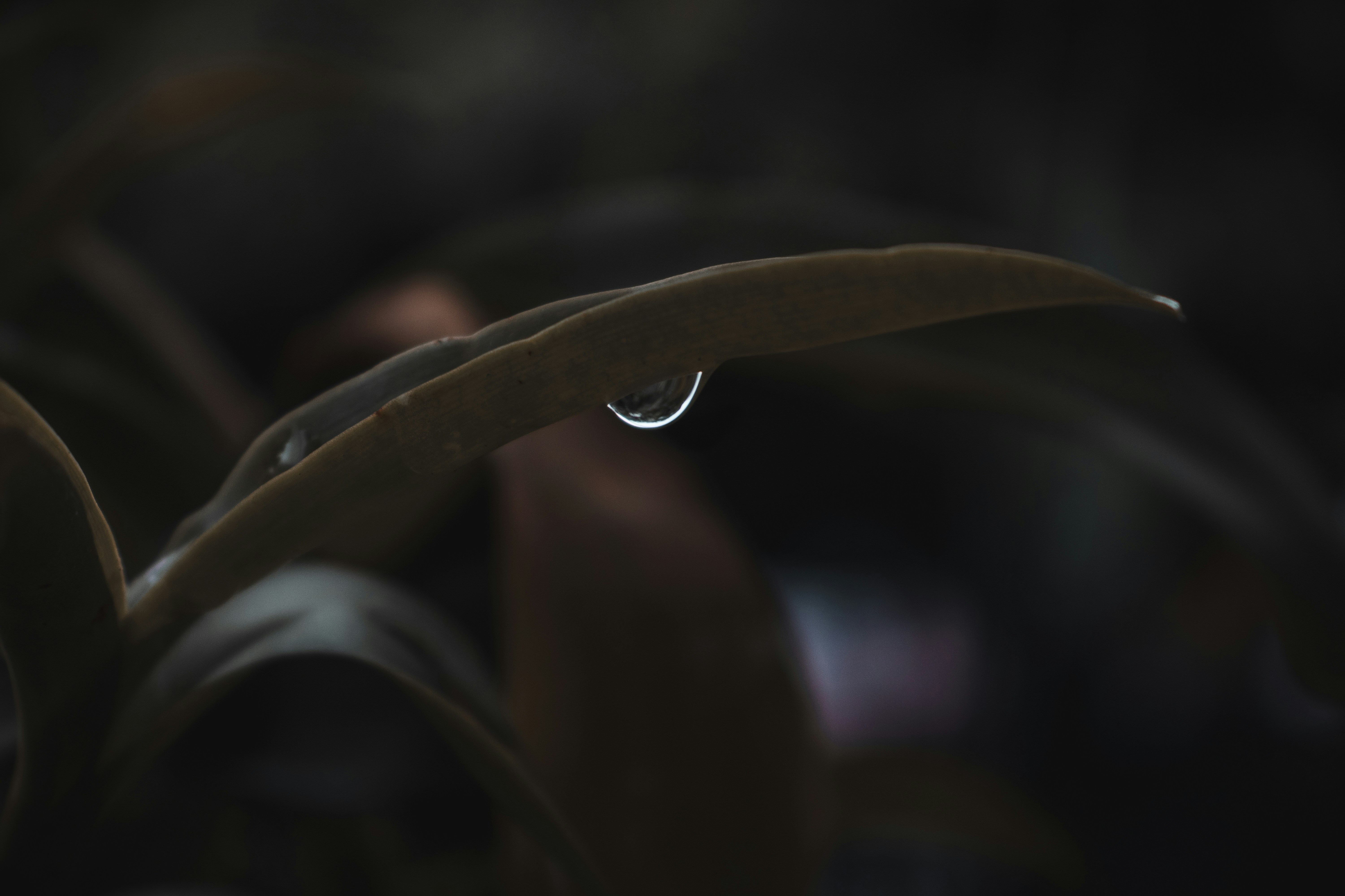 A Single Droplet Crowned by Silence