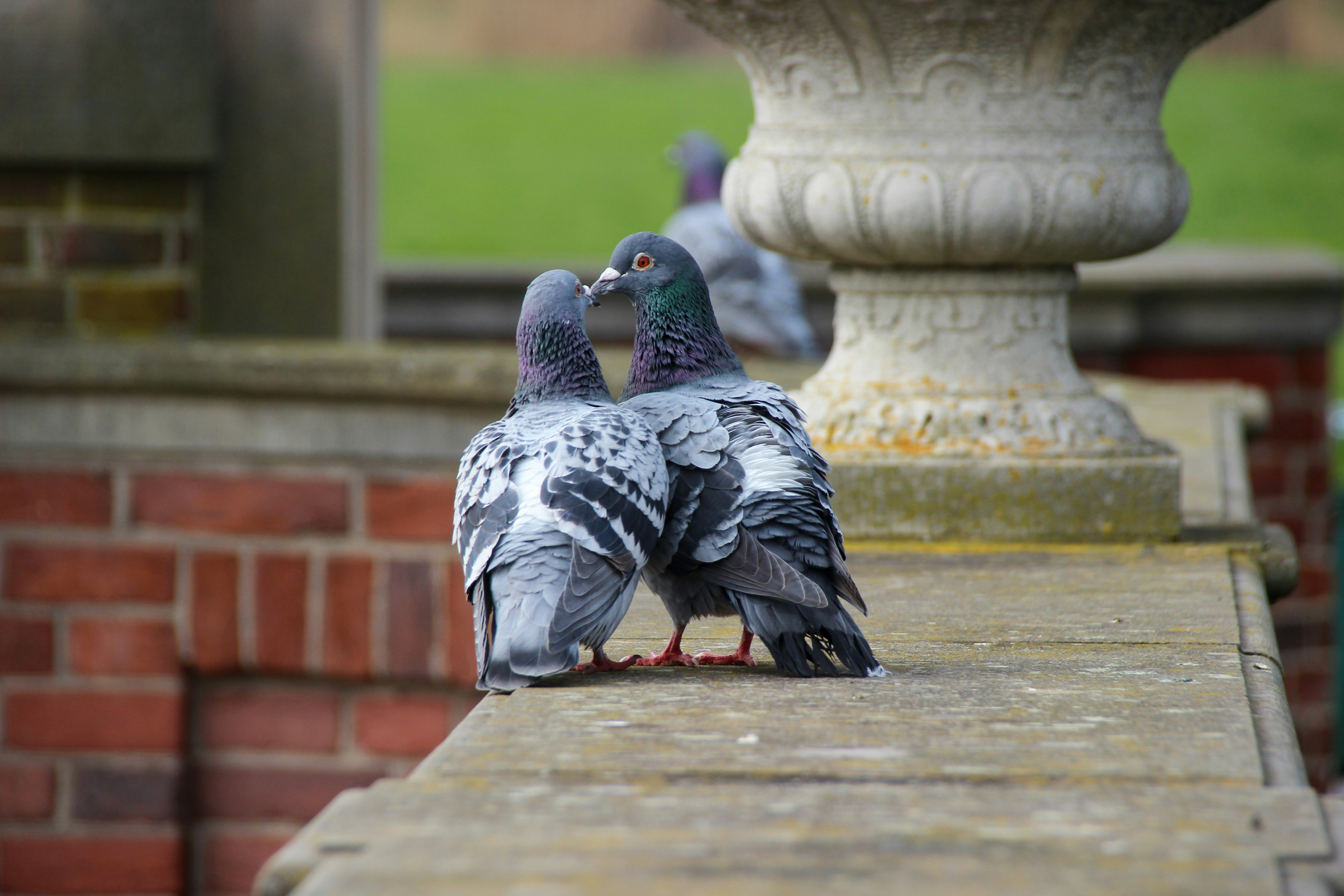 Parliament of Pigeons on a Weathered Railing