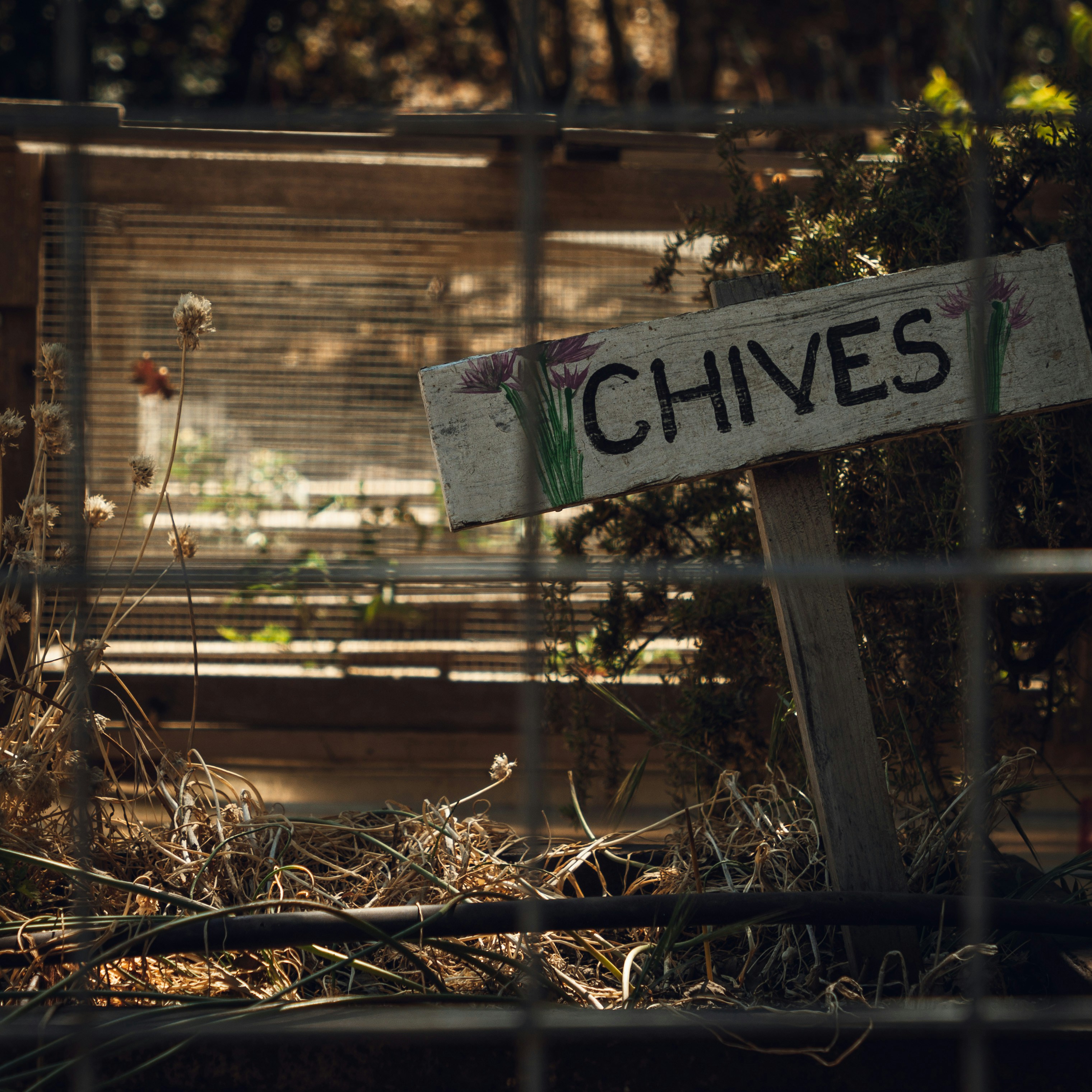 A sign that says chives behind a fence photo – Free Outdoors Image on ...
