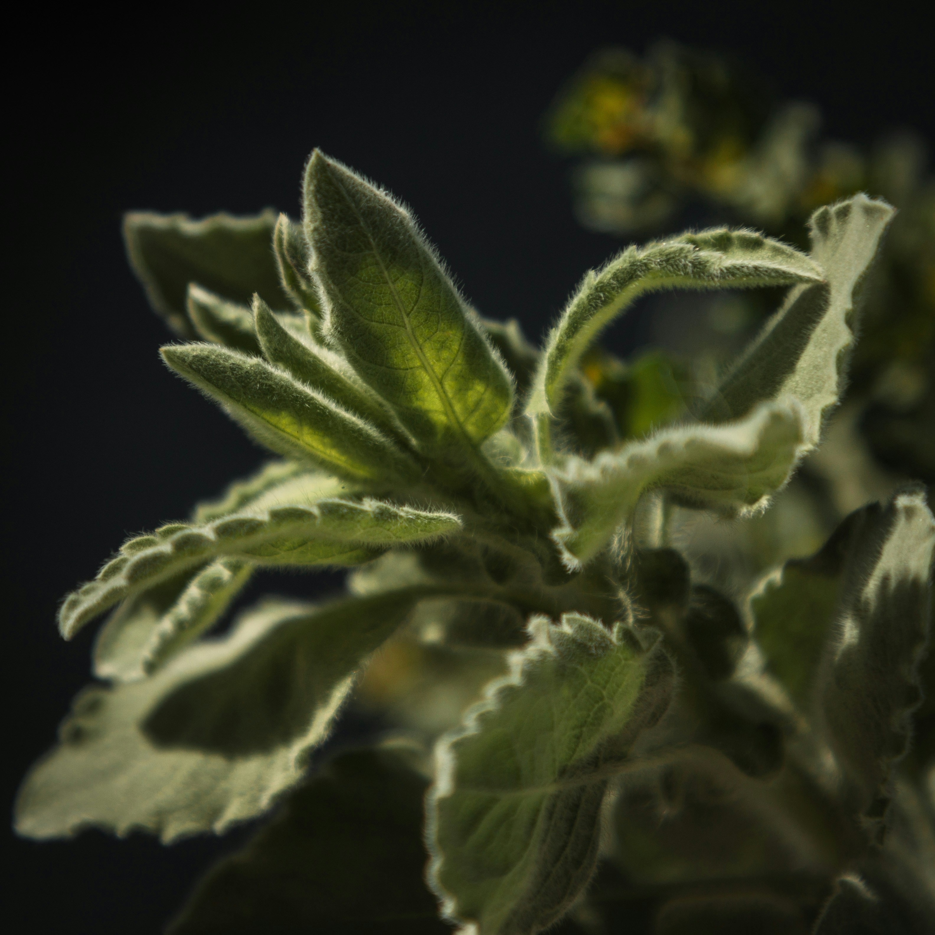 Velvet Foliage: A Macro Portrait of Fuzzy Sage Leaves