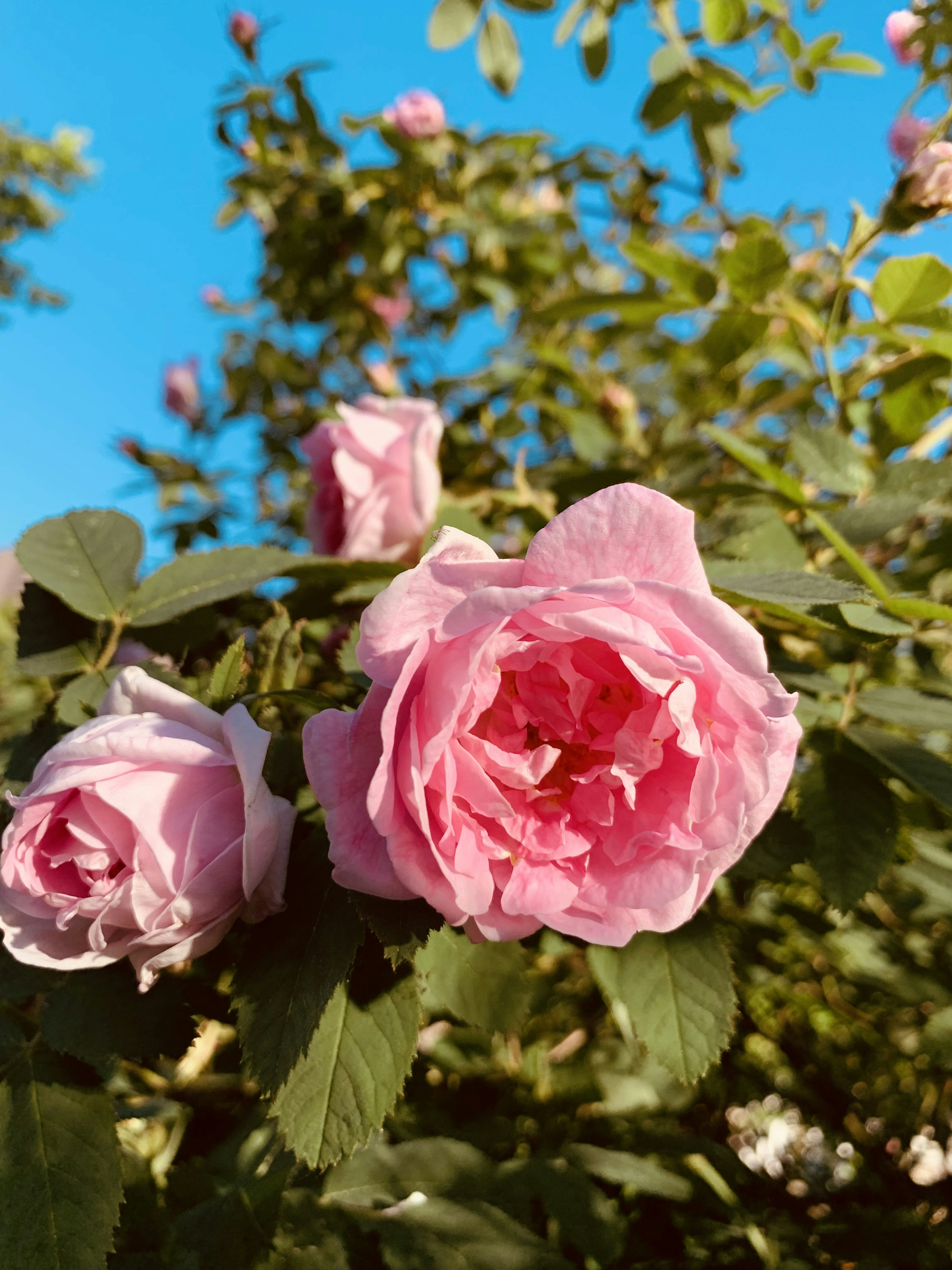 pink roses in bloom during daytime