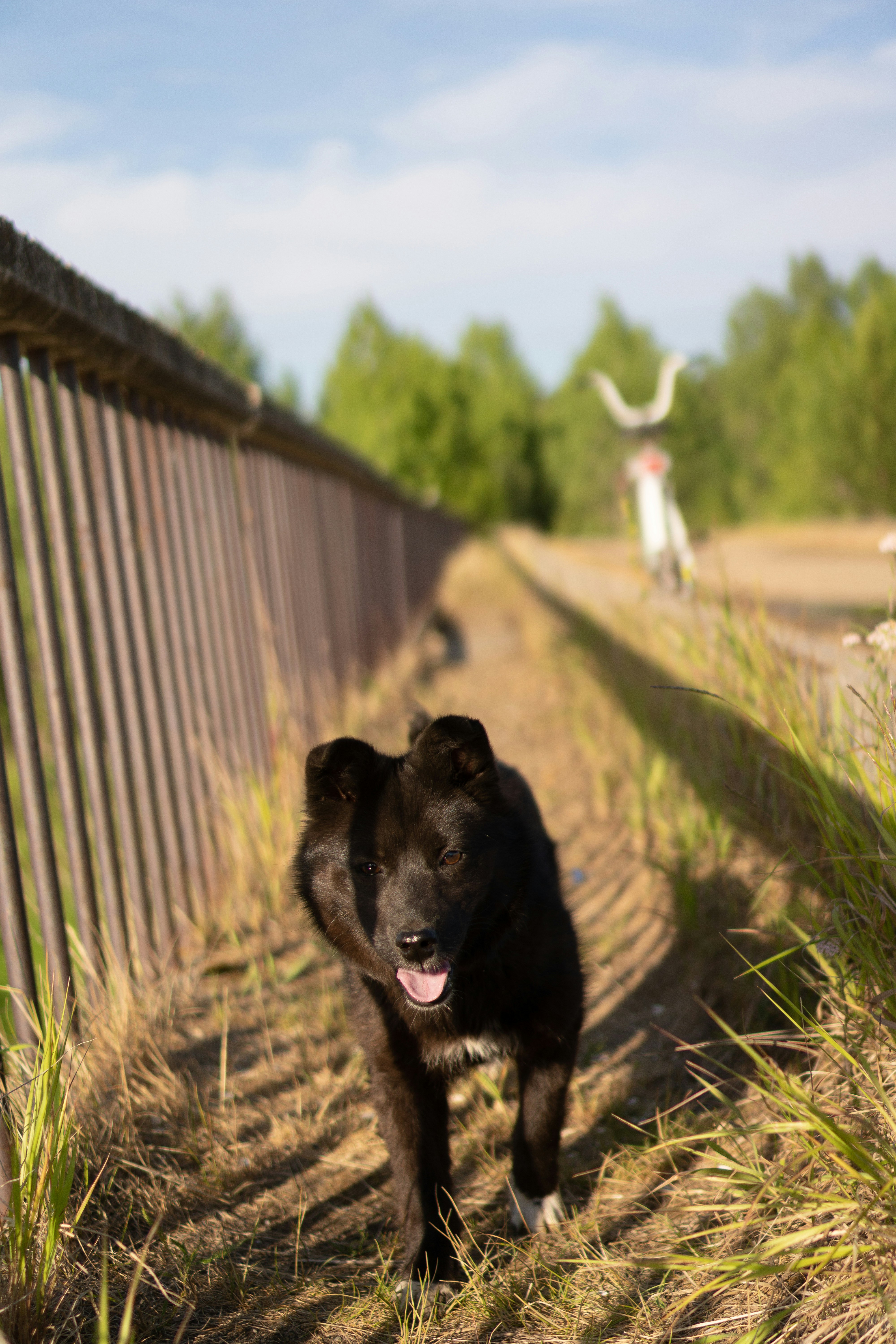 Black dog joyfully running along a sunlit path bordered by a fence and greenery.