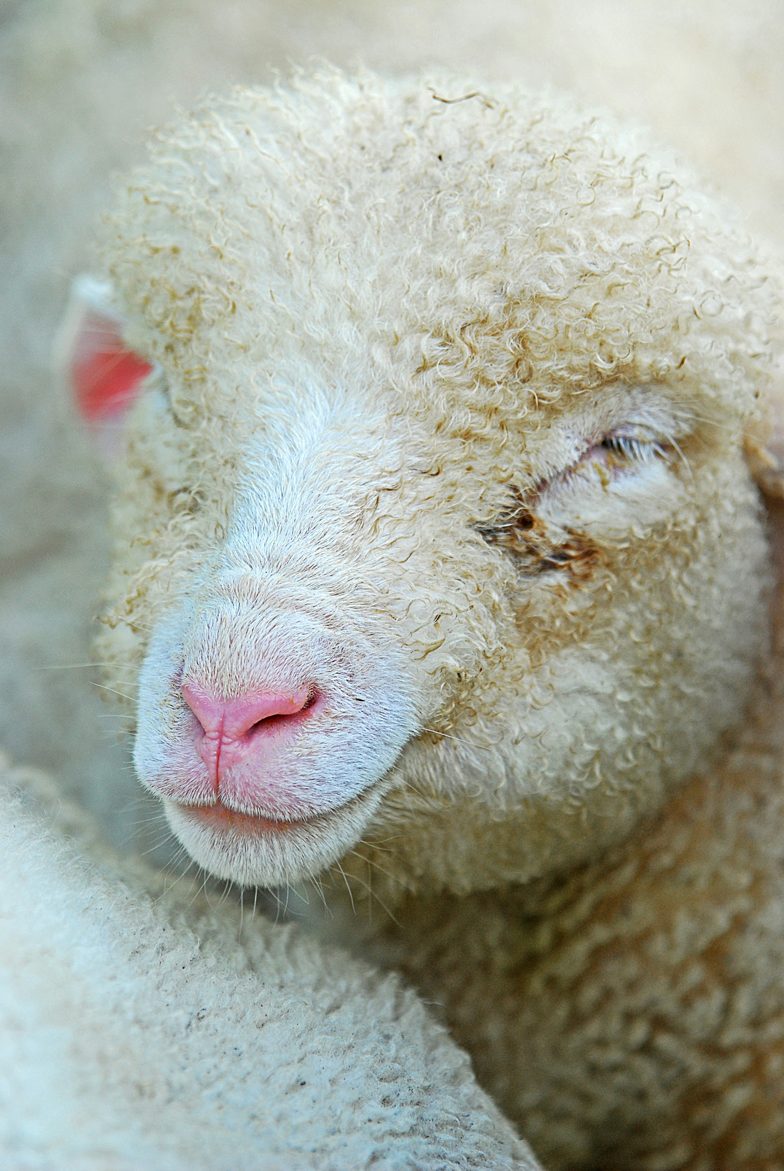 Dreaming in Cream: Close-Up of a Woolly Lamb’s Soft, Pink-Nosed Face