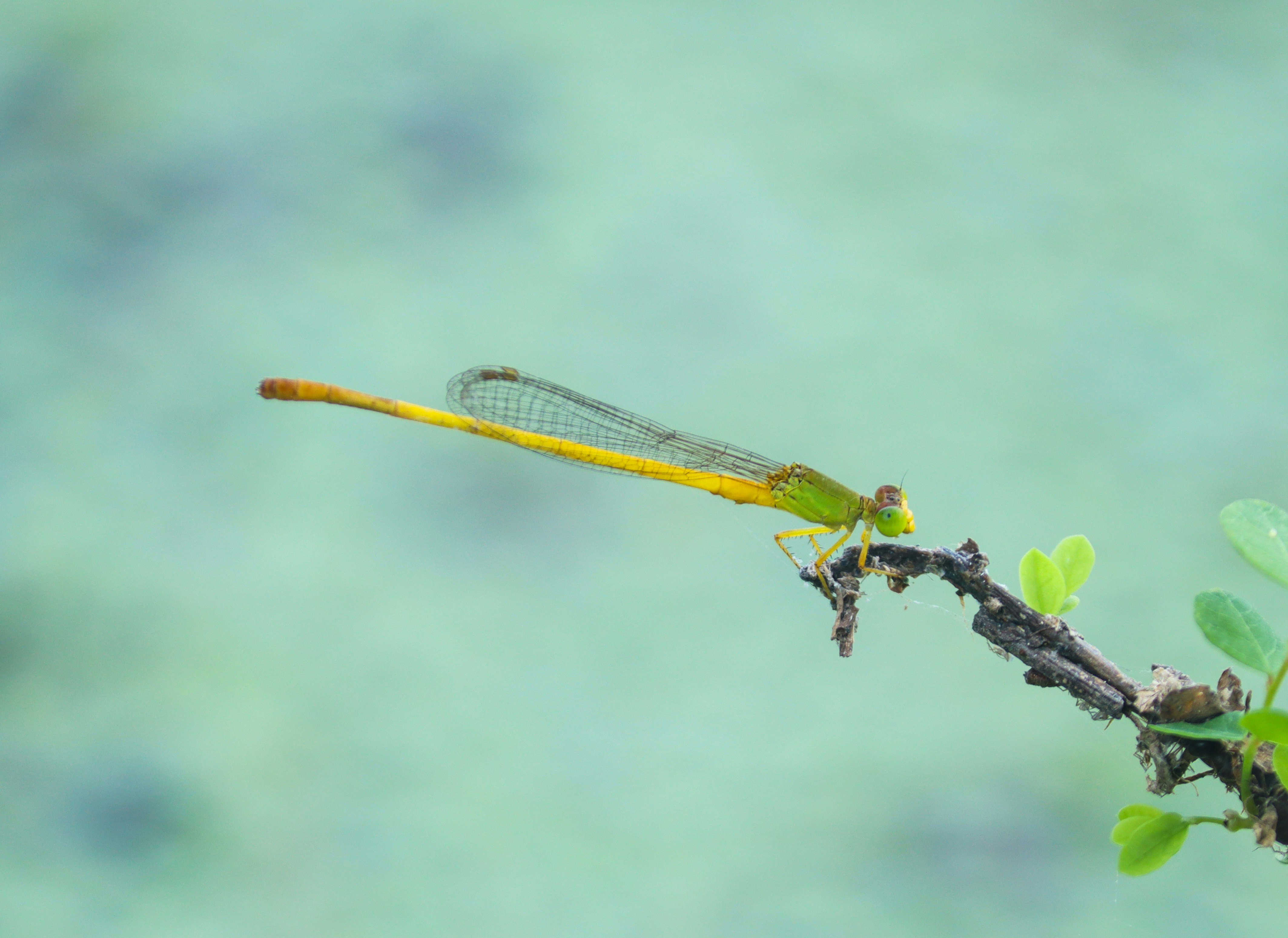 Amber Dragonfly Perched on a Weathered Twig Against a Soft Green Backdrop