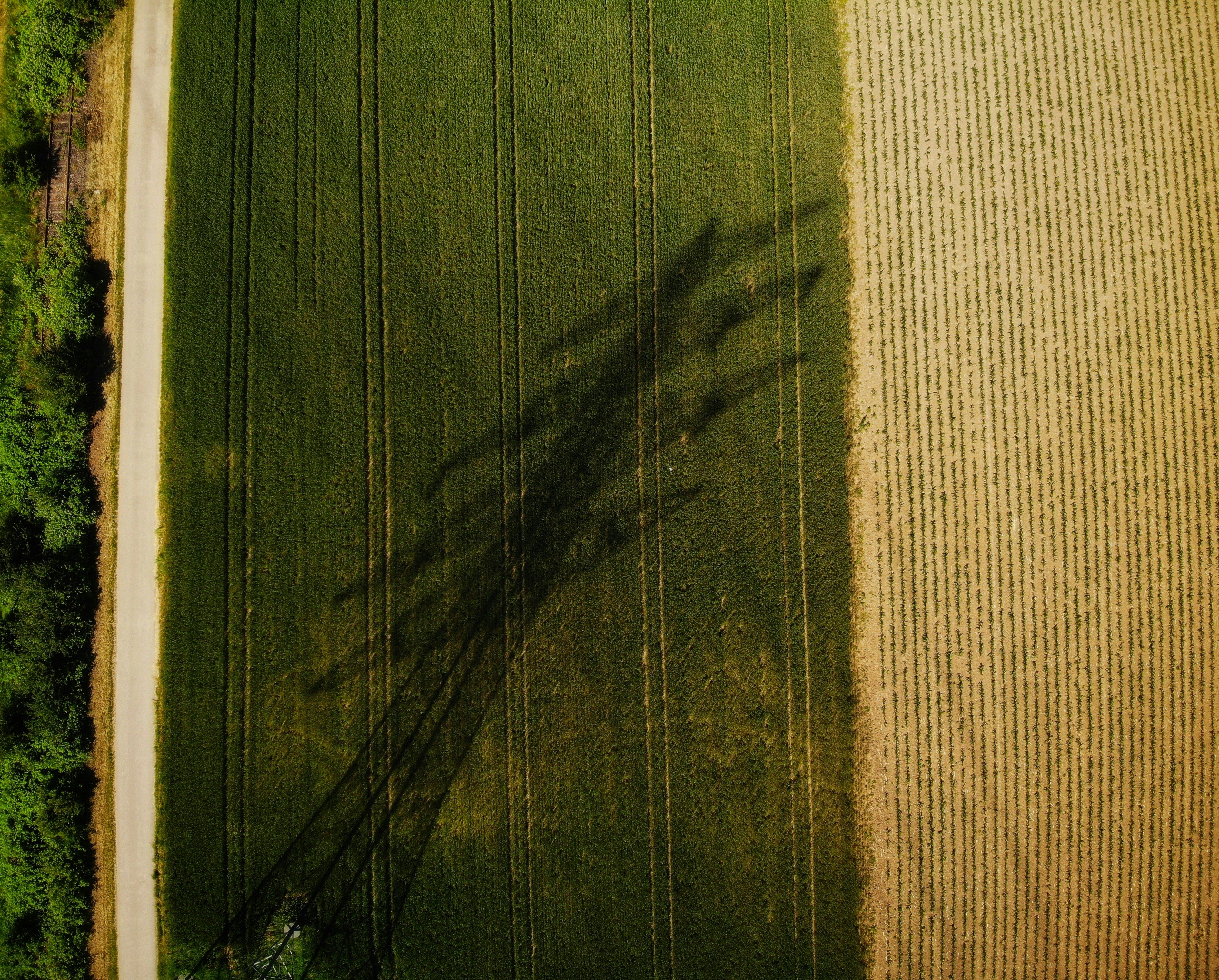 Aerial Field Divide: Shadowed Windline Through Cropped Grains
