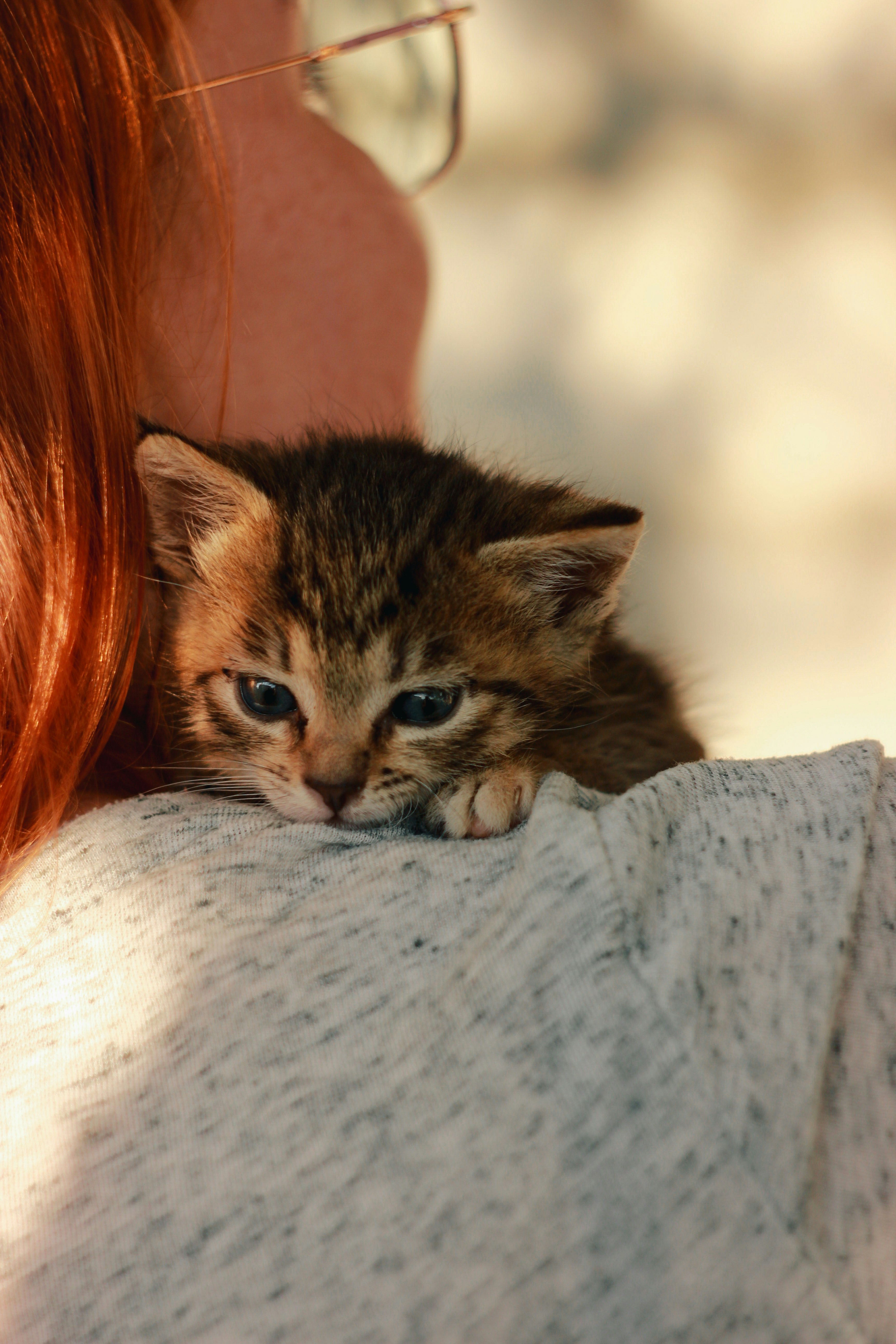 Gentle Hug: A Kitten Nestled on a Shoulder