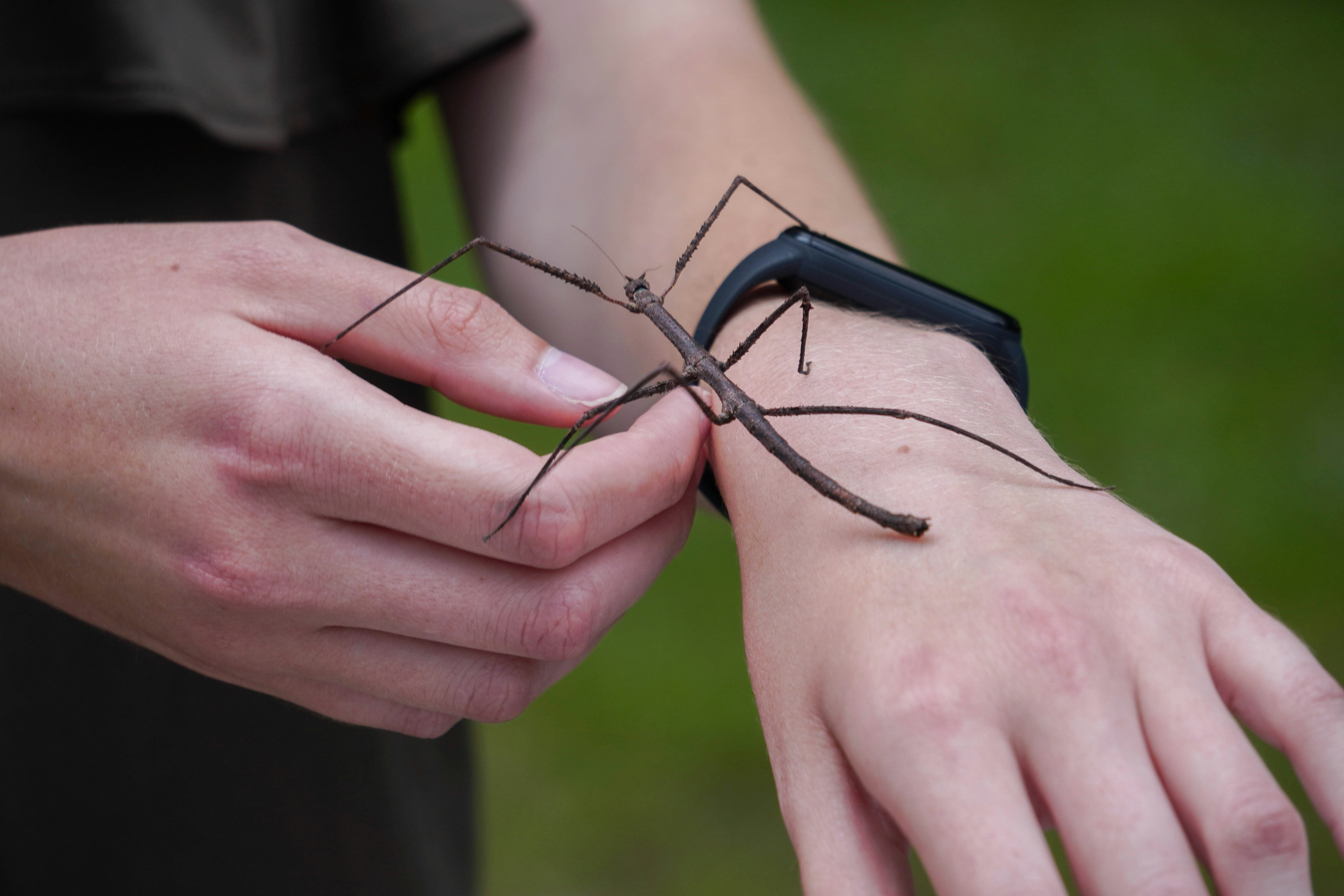 Entwined in Silence: A Lizard's Quiet Pause on Skin