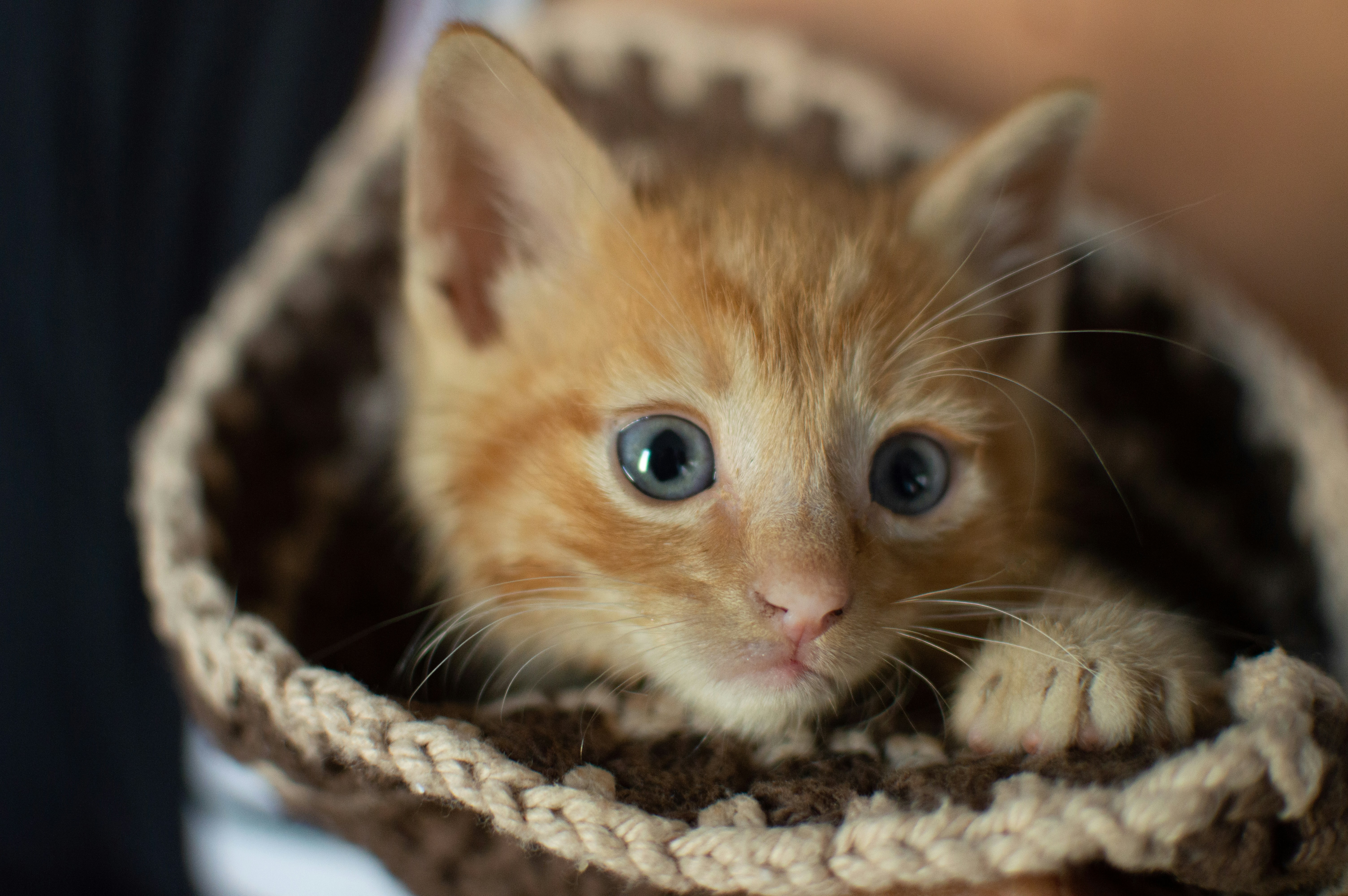 orange tabby kitten on brown woven basket