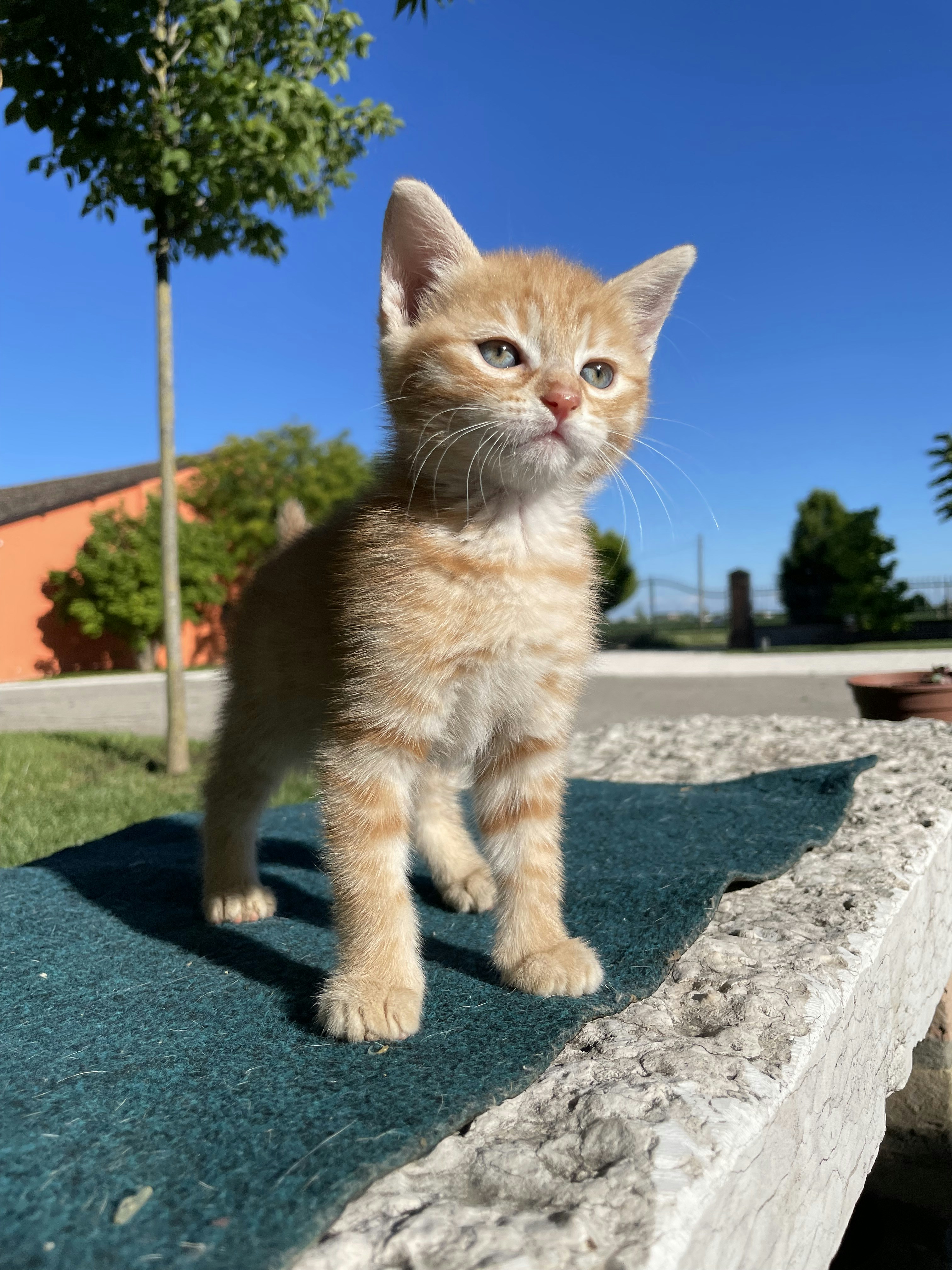 A playful orange tabby kitten stands on a textured surface, gazing thoughtfully into the distance under a clear blue sky.