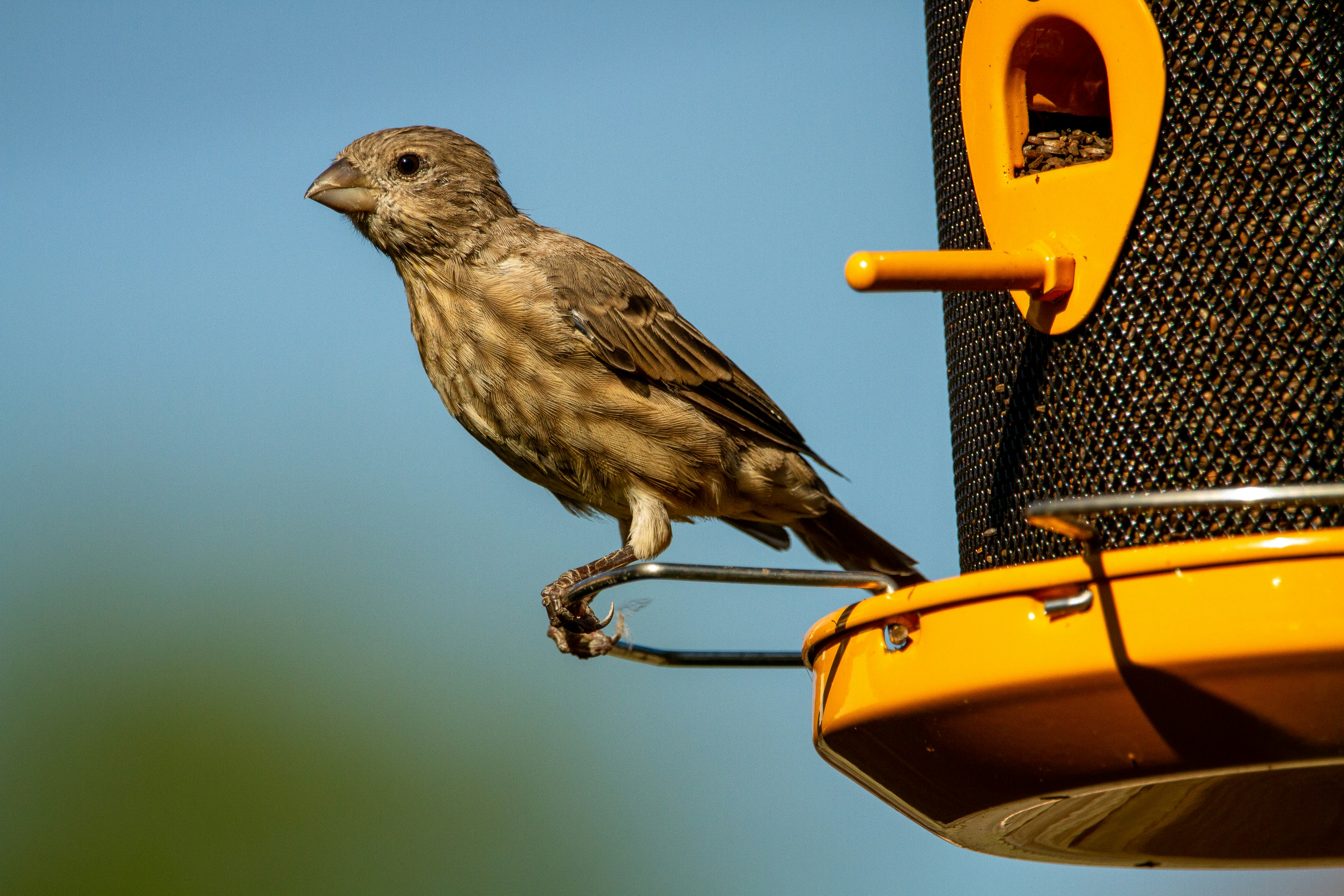 Brown Warbler at the Bright Orange Feeder Under a Clear Blue Sky