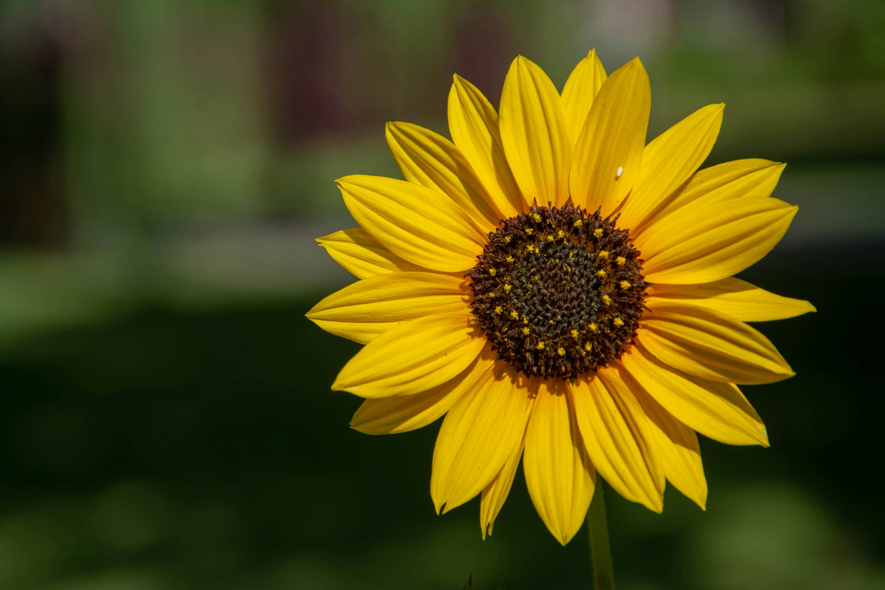 Yellow sunflower in tilt shift lens photo – Free Plant Image on Unsplash