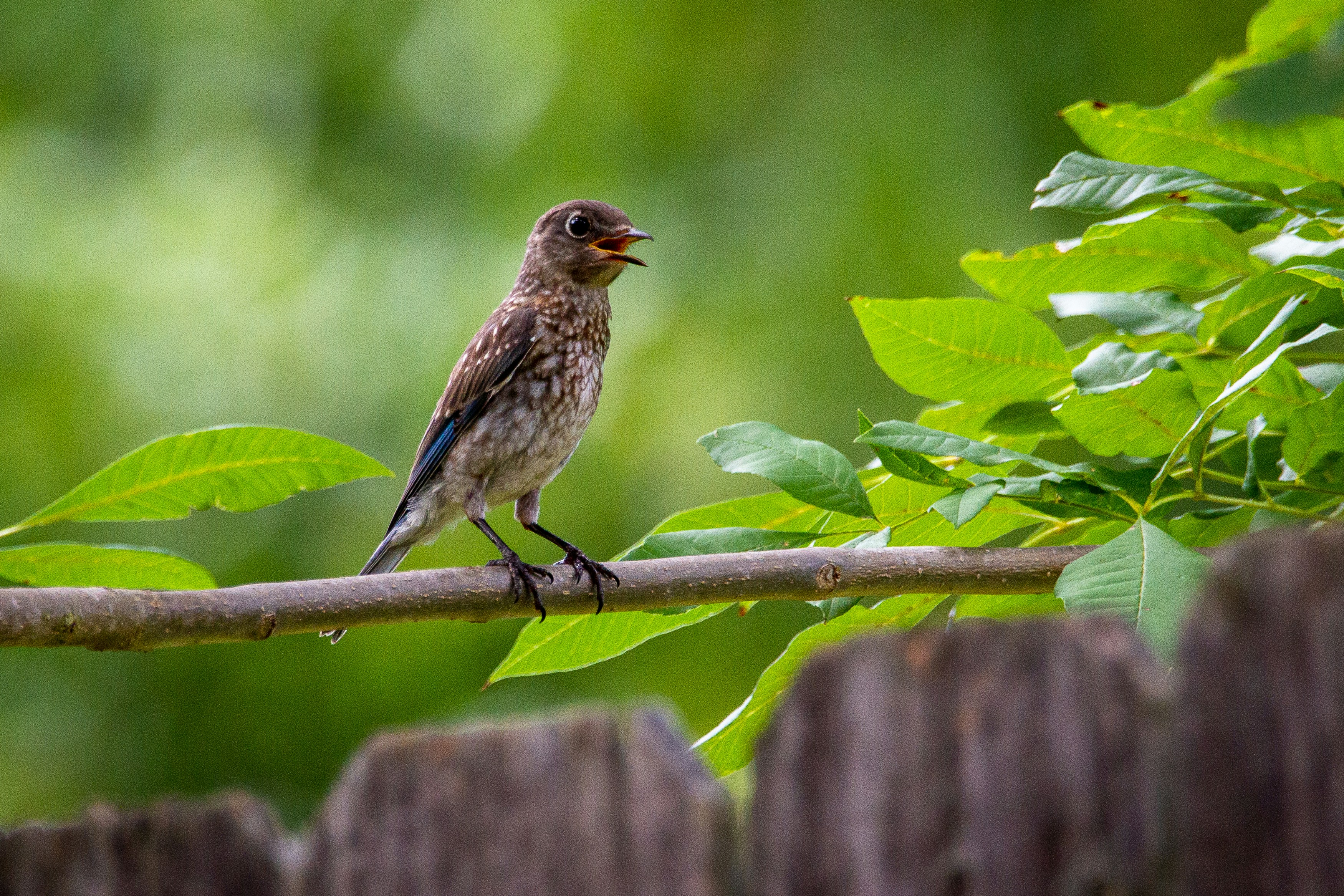A fledgling bird perched on a branch, singing amidst lush green leaves. Its vibrant plumage contrasts beautifully with the surrounding foliage.