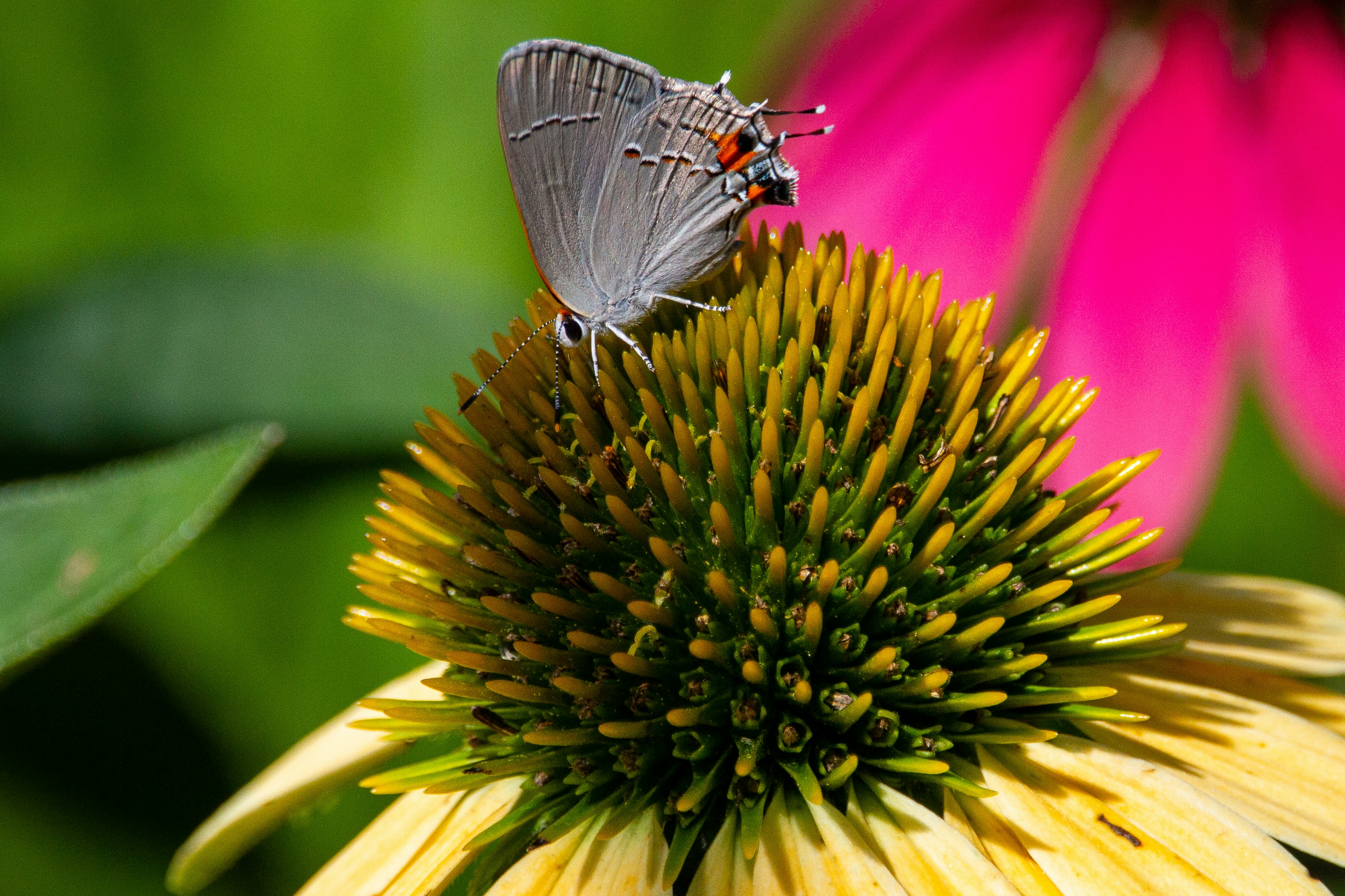 A butterfly perched on a vibrant echinacea flower, showcasing intricate details of its wings against a backdrop of colorful petals.