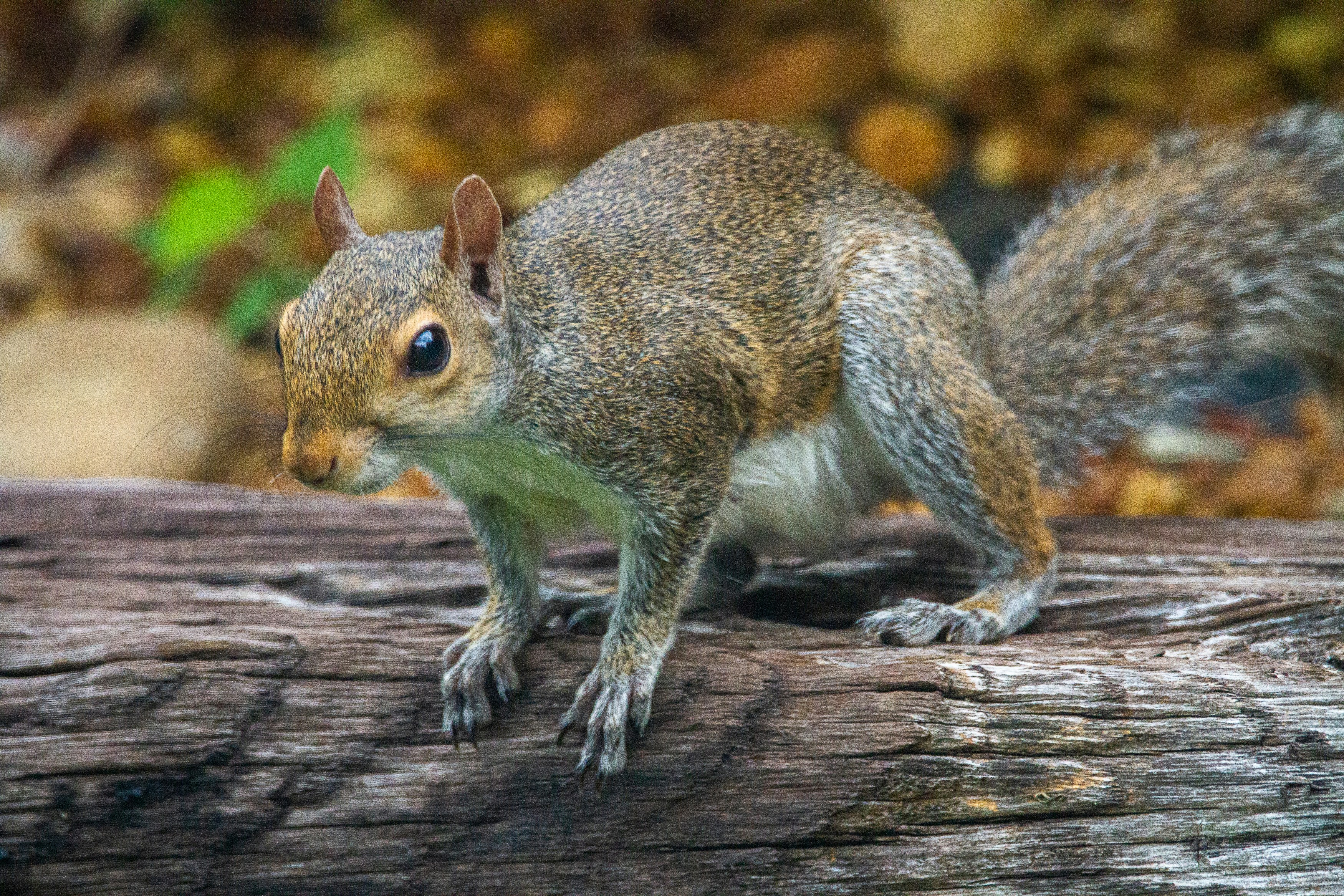 A gray squirrel poised on a log, showcasing its inquisitive nature against a backdrop of blurred foliage.