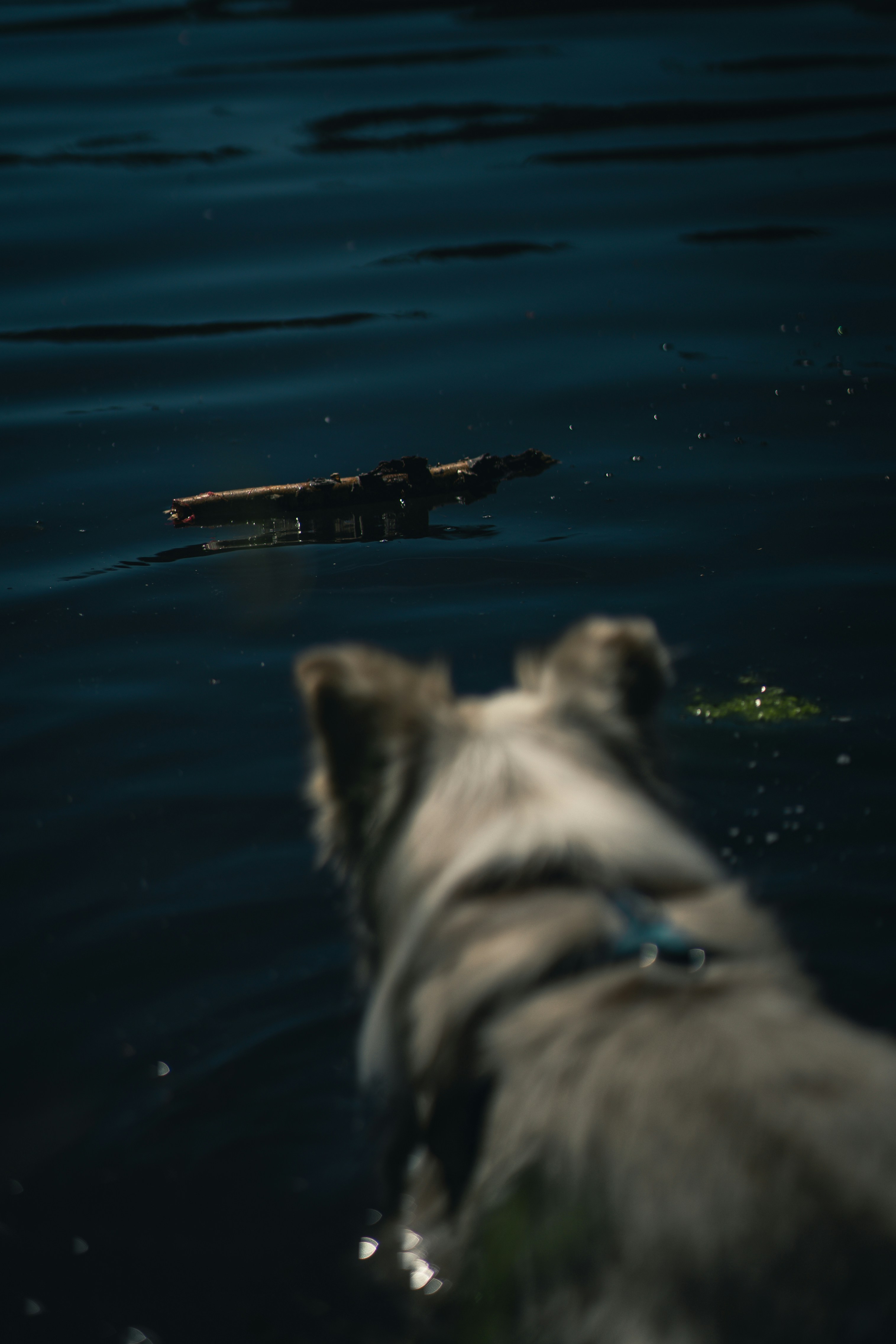 Blurred Gaze by the Dark Lake: A Dog Watches a Drifting Log