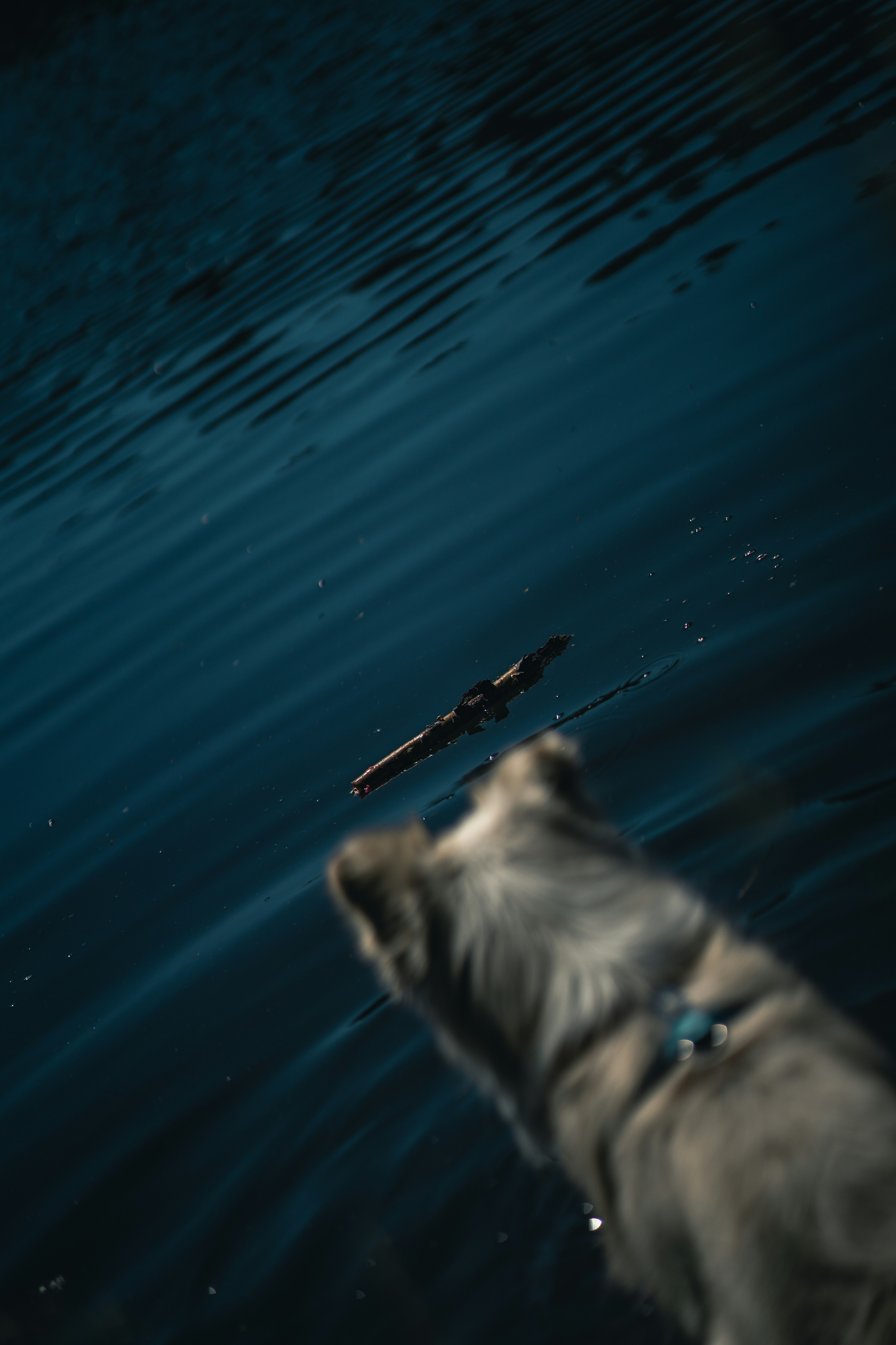 A dog gazes intently at a floating stick in a serene body of water, capturing a moment of playful anticipation.