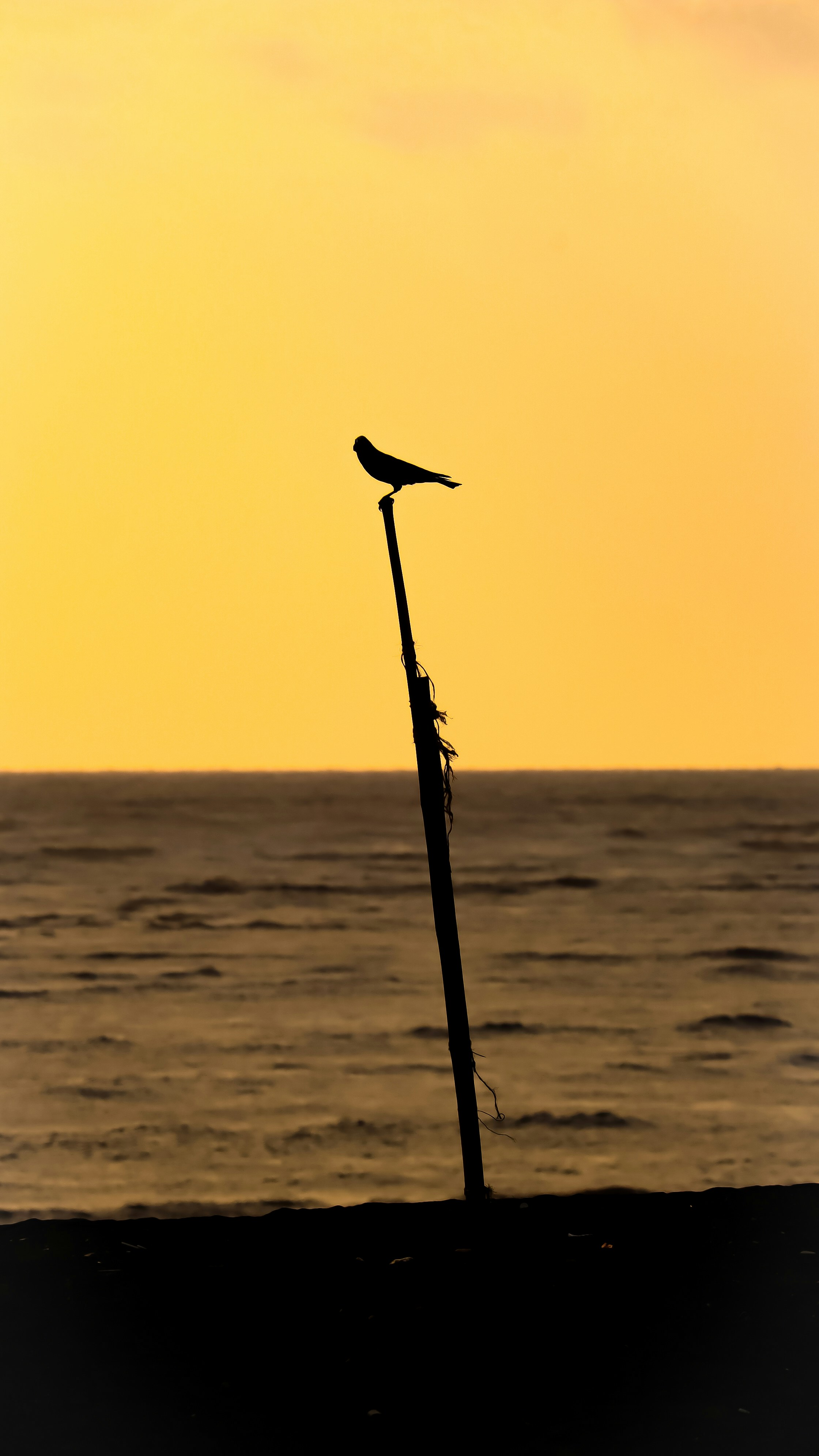 Molten Horizon: A Lone Seabird Perches on a Weathered Pole