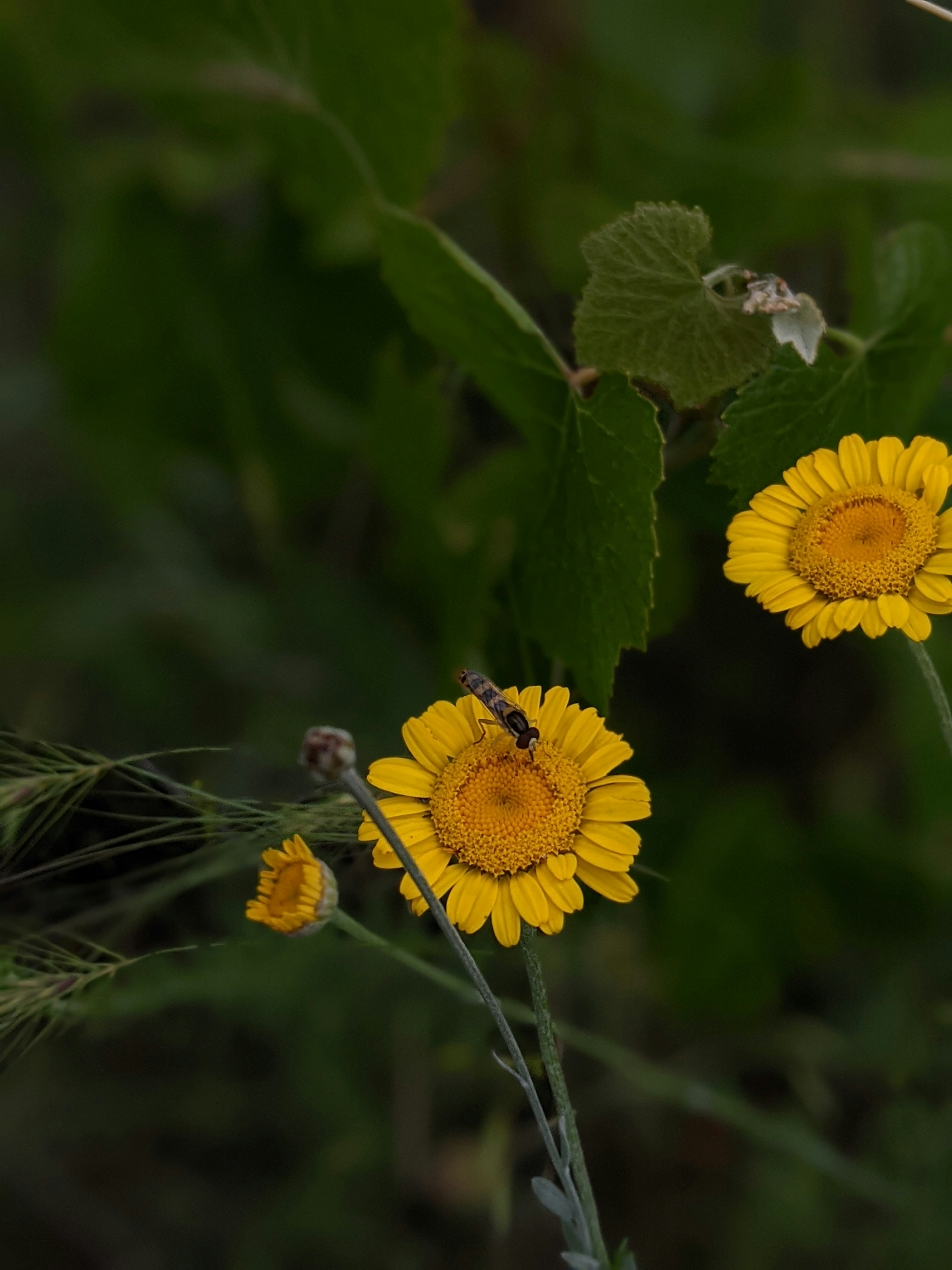 Tiny Visitor on a Golden Daisy in a Quiet Green Verge