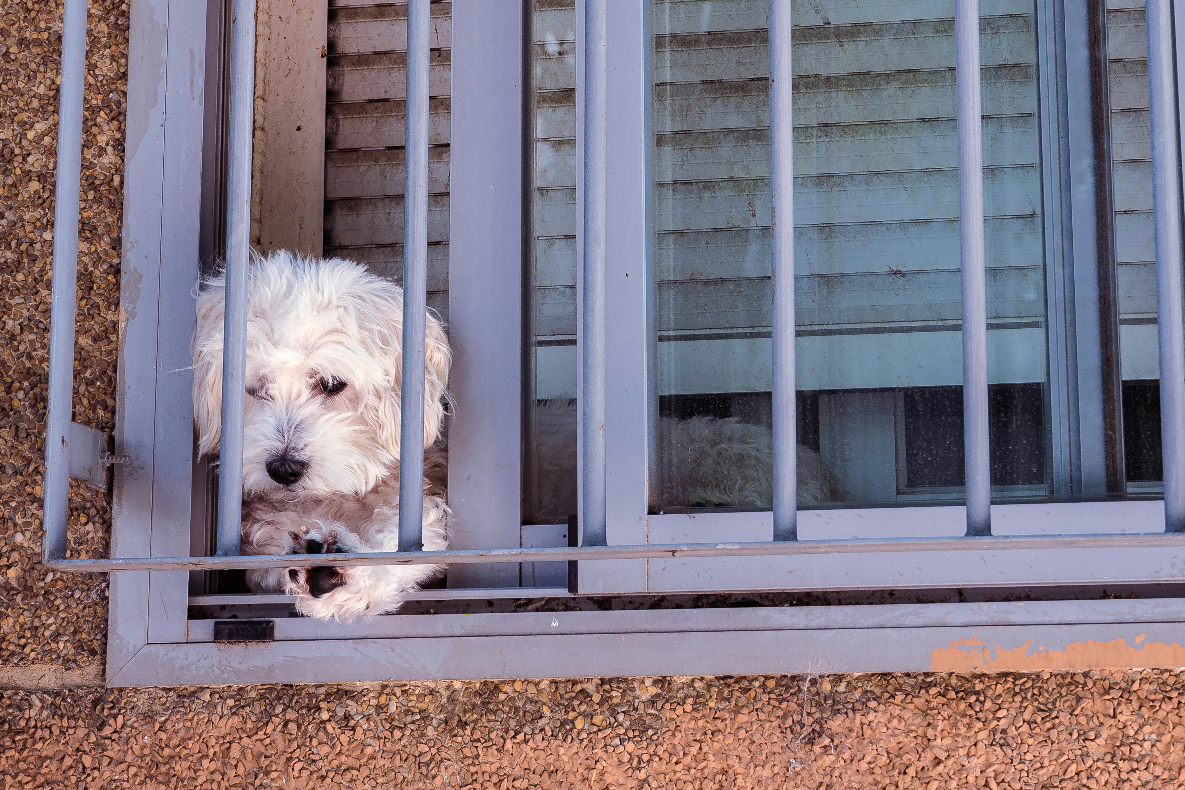 White long coated small dog on brown soil photo – Free Dog Image on ...
