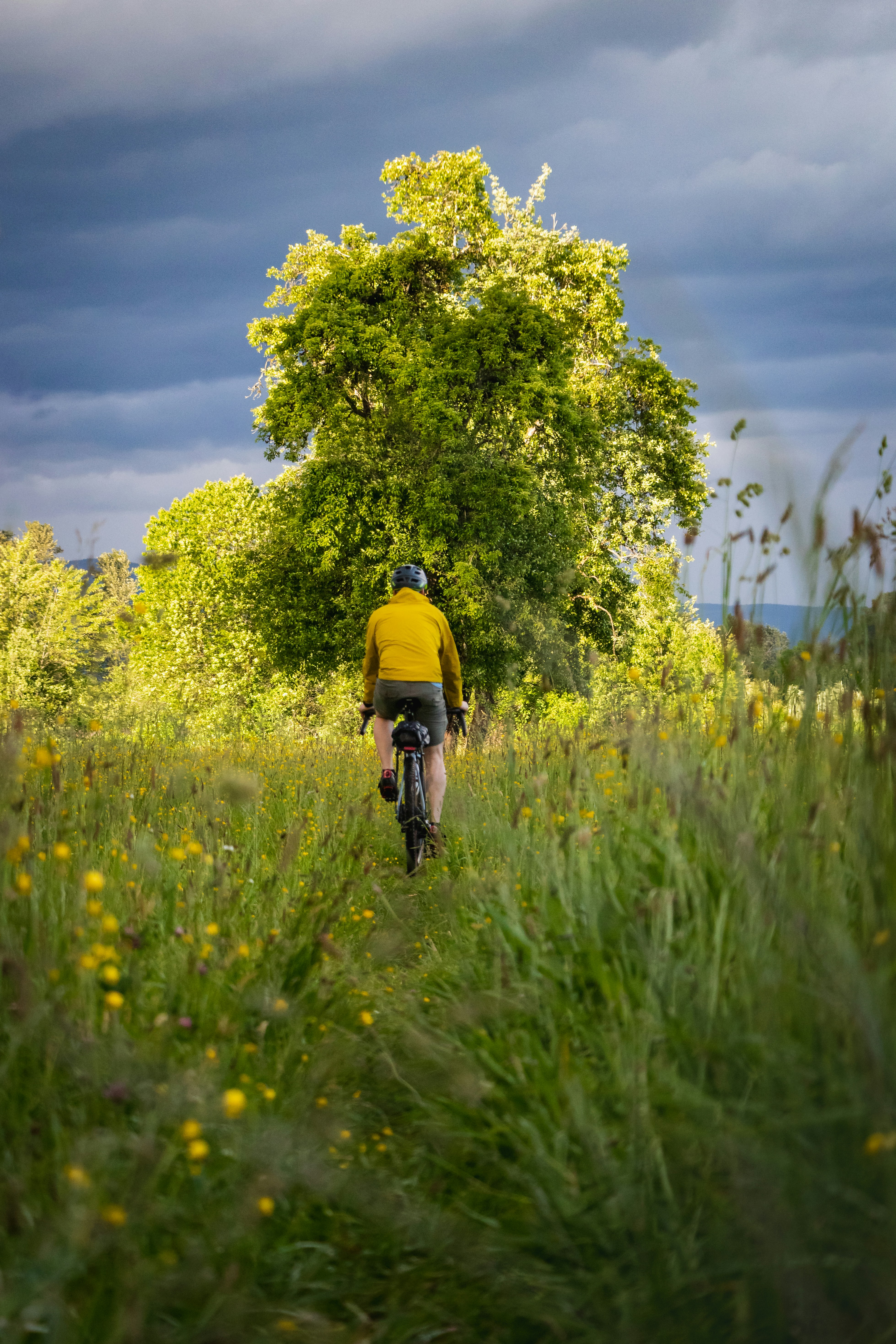 Cyclist navigating a lush, grassy path under a dramatic sky, flanked by vibrant wildflowers and a prominent tree in the background.