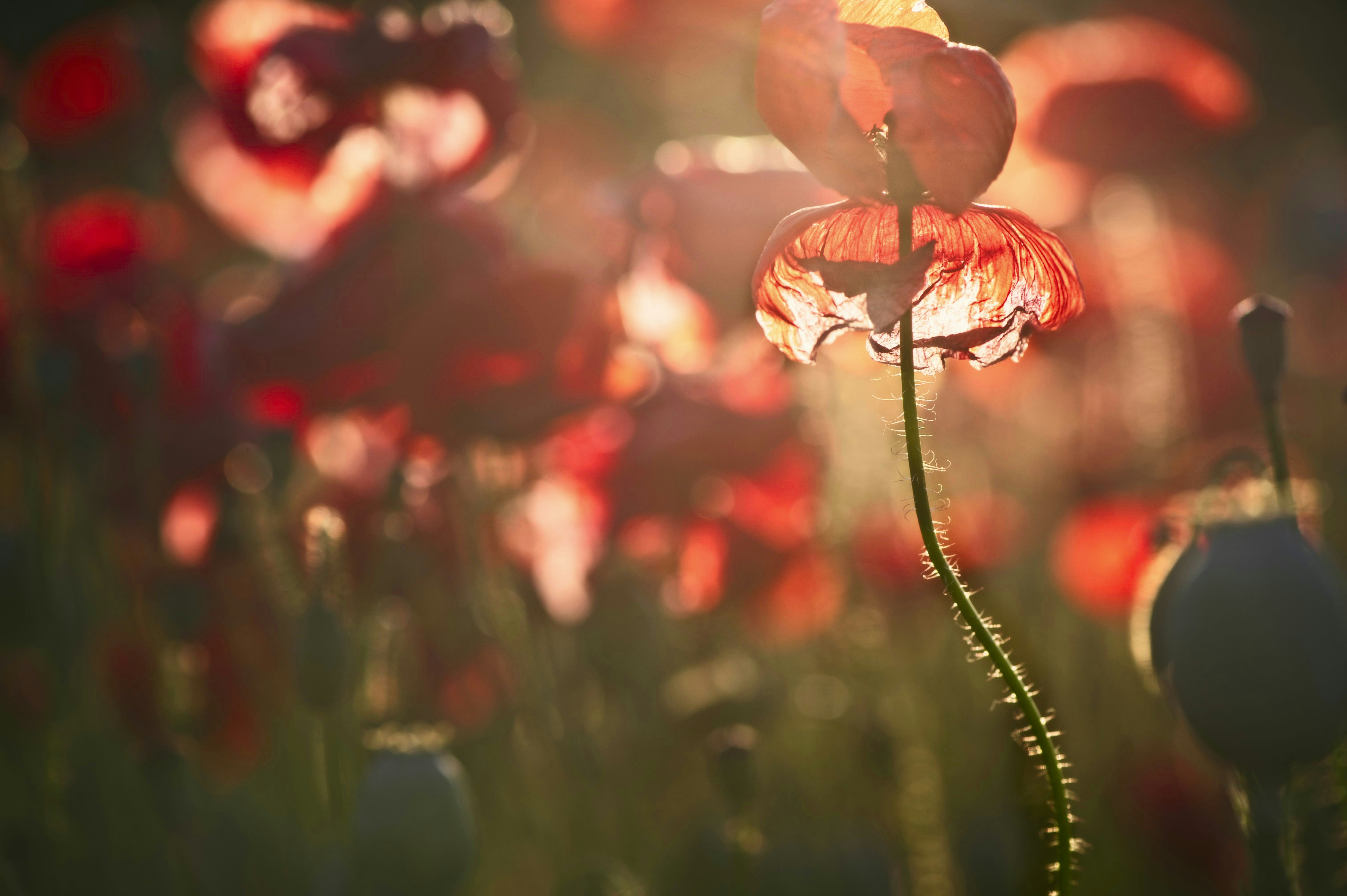 Backlit Scarlet Poppy in a Dreamy Field of Bokeh