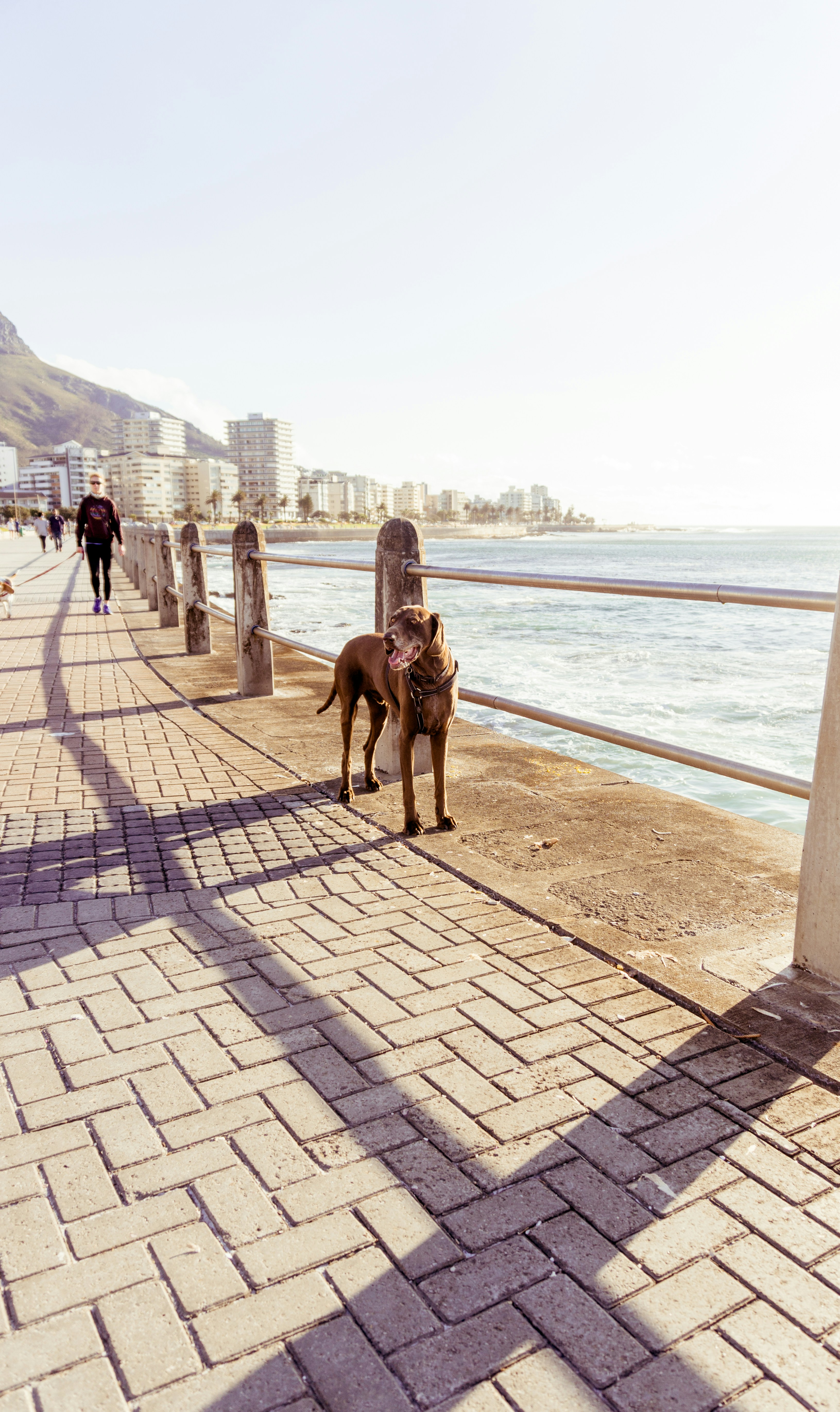 Seafront Canine: A Sunlit Promenade Portrait