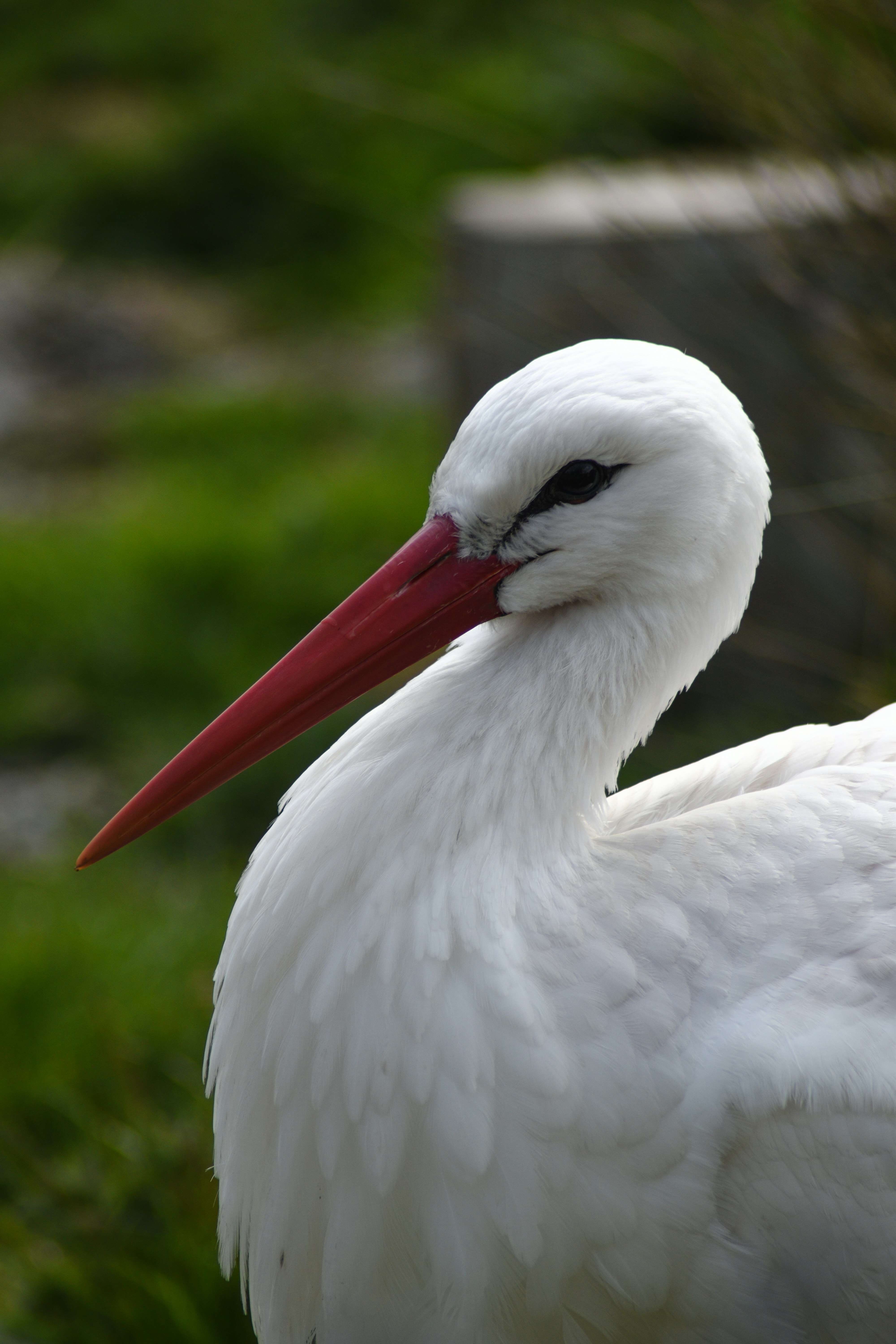 A close-up of a stork showcasing its striking white feathers and vibrant red beak, set against a blurred green background.