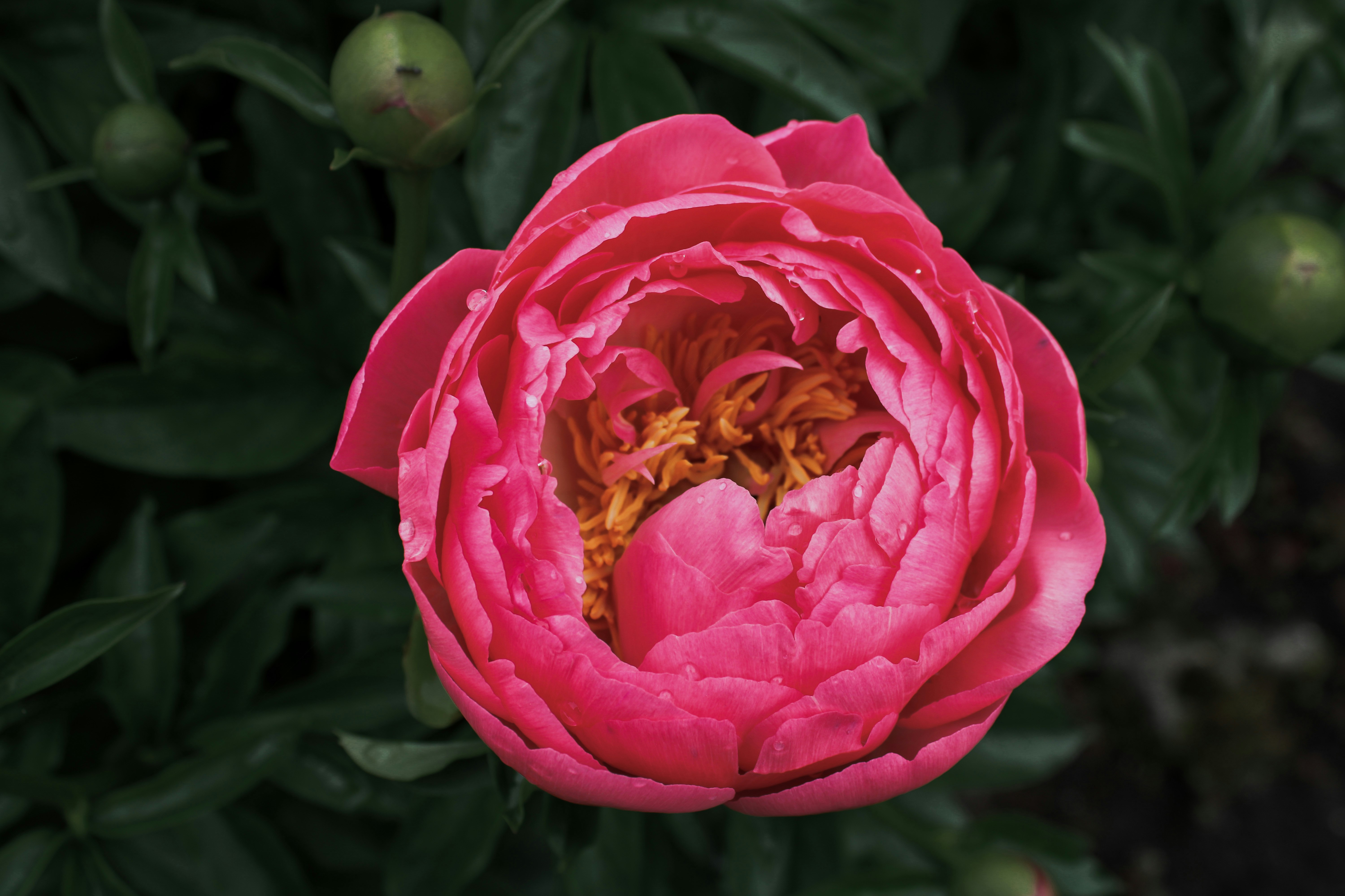 Petal Bloom: A Close-Up of a Pink Peony in Quiet Garden Light