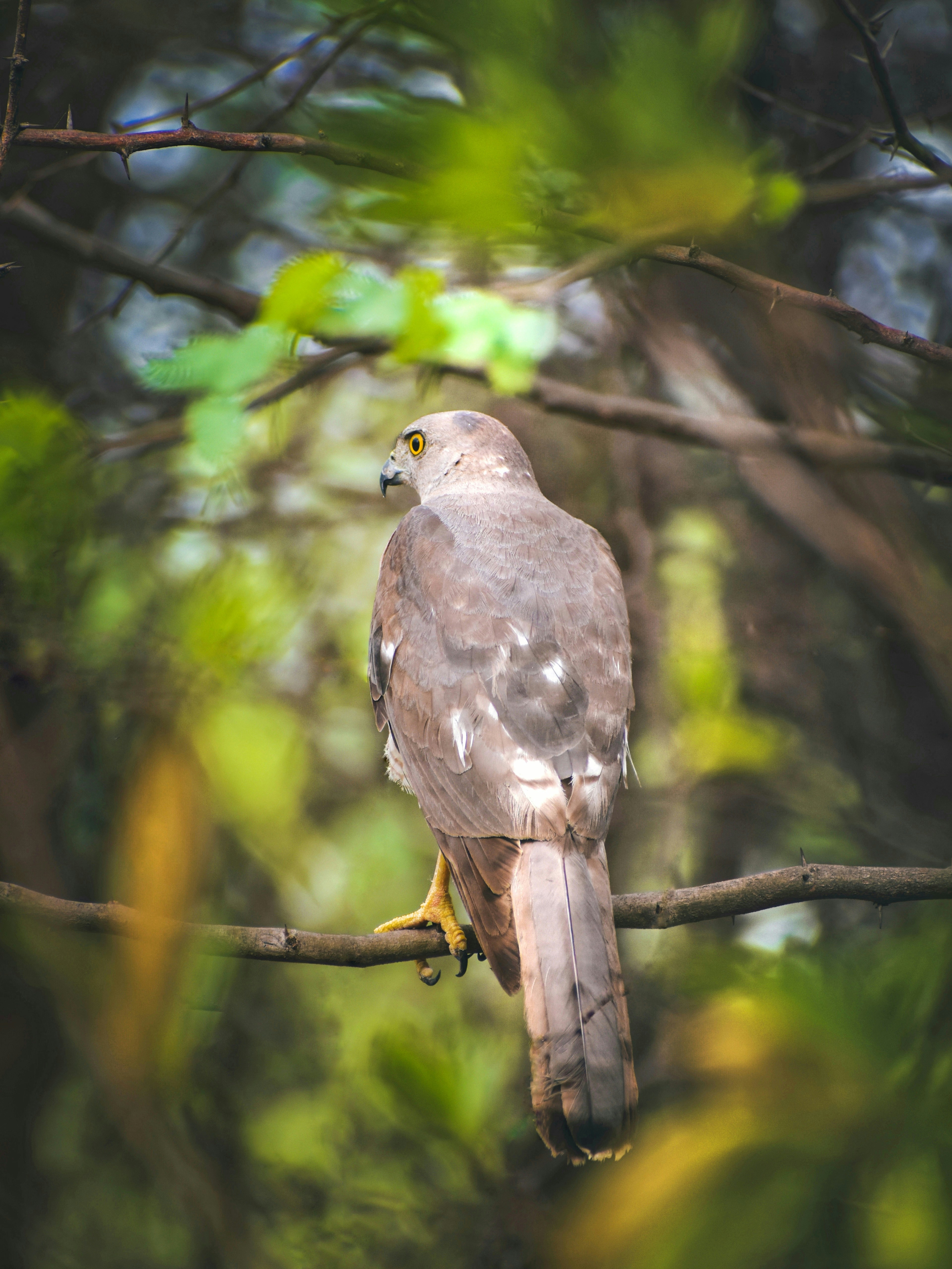 Foto Pájaro marrón y blanco en la rama de un árbol marrón durante el ...