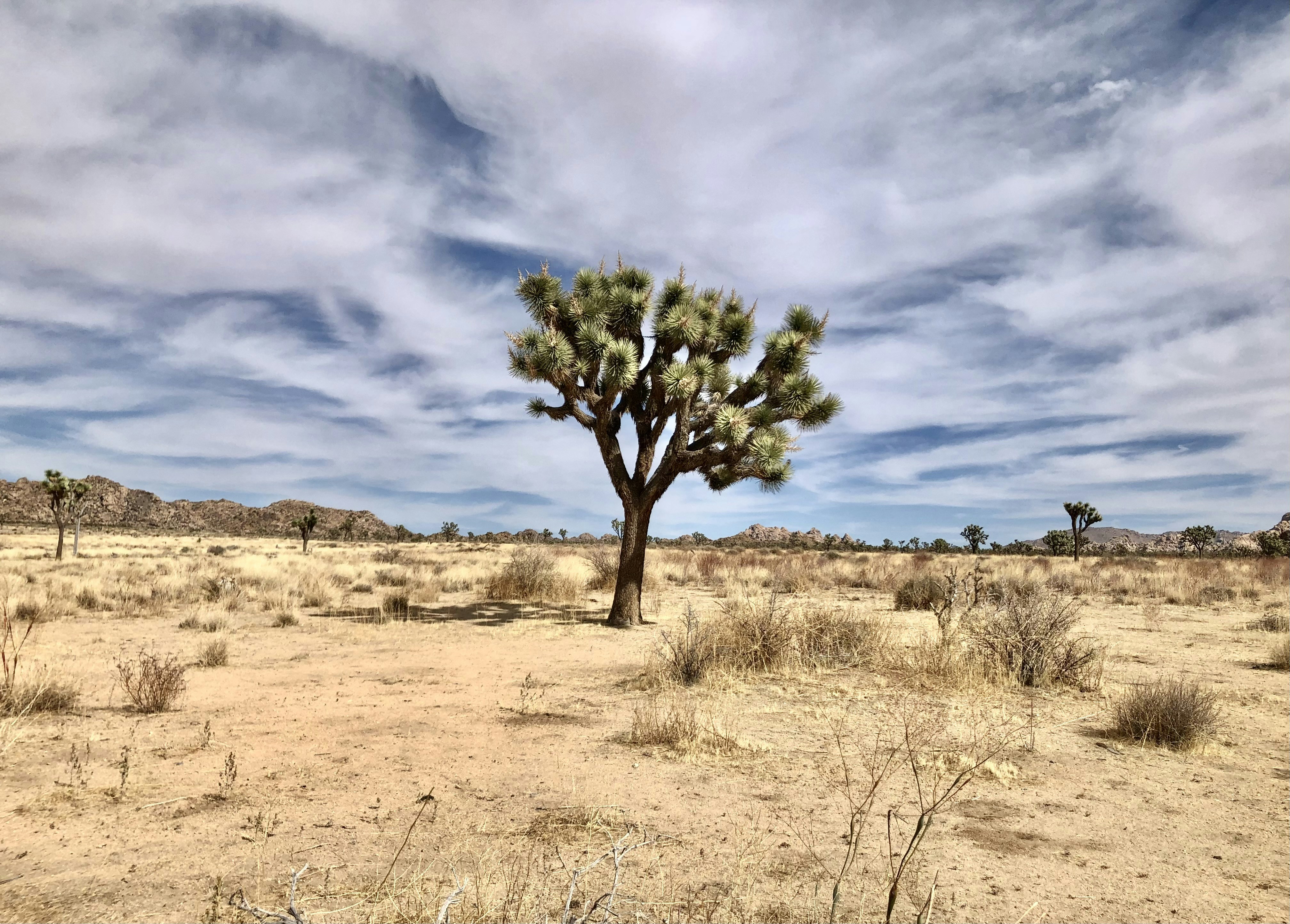 A lone Joshua tree stands tall against a vast arid landscape, under a dramatic sky filled with wispy clouds.