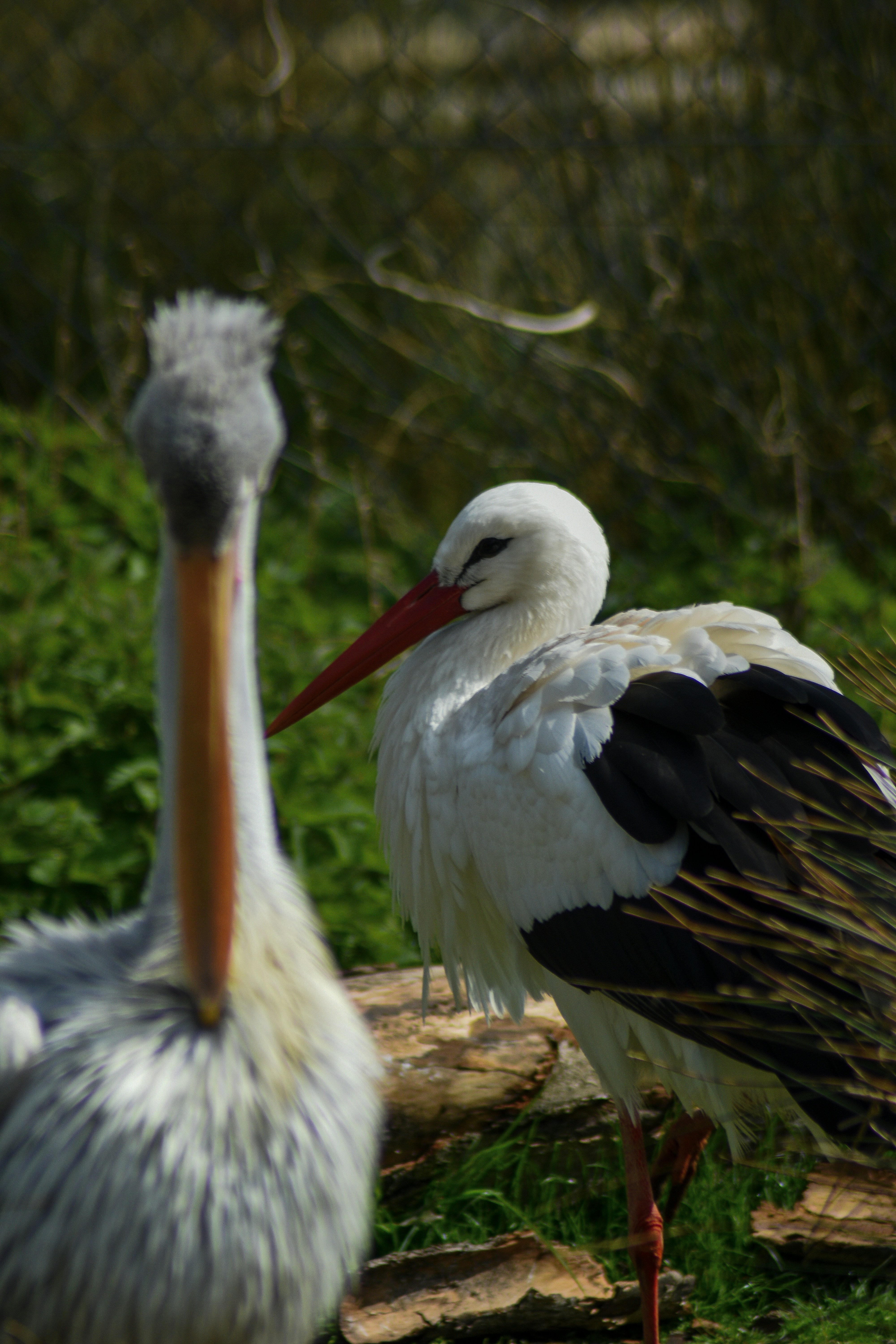 A white stork with a striking red beak stands amidst lush greenery, while a grey pelican is partially visible in the foreground. The scene captures the serene coexistence of these two bird species.