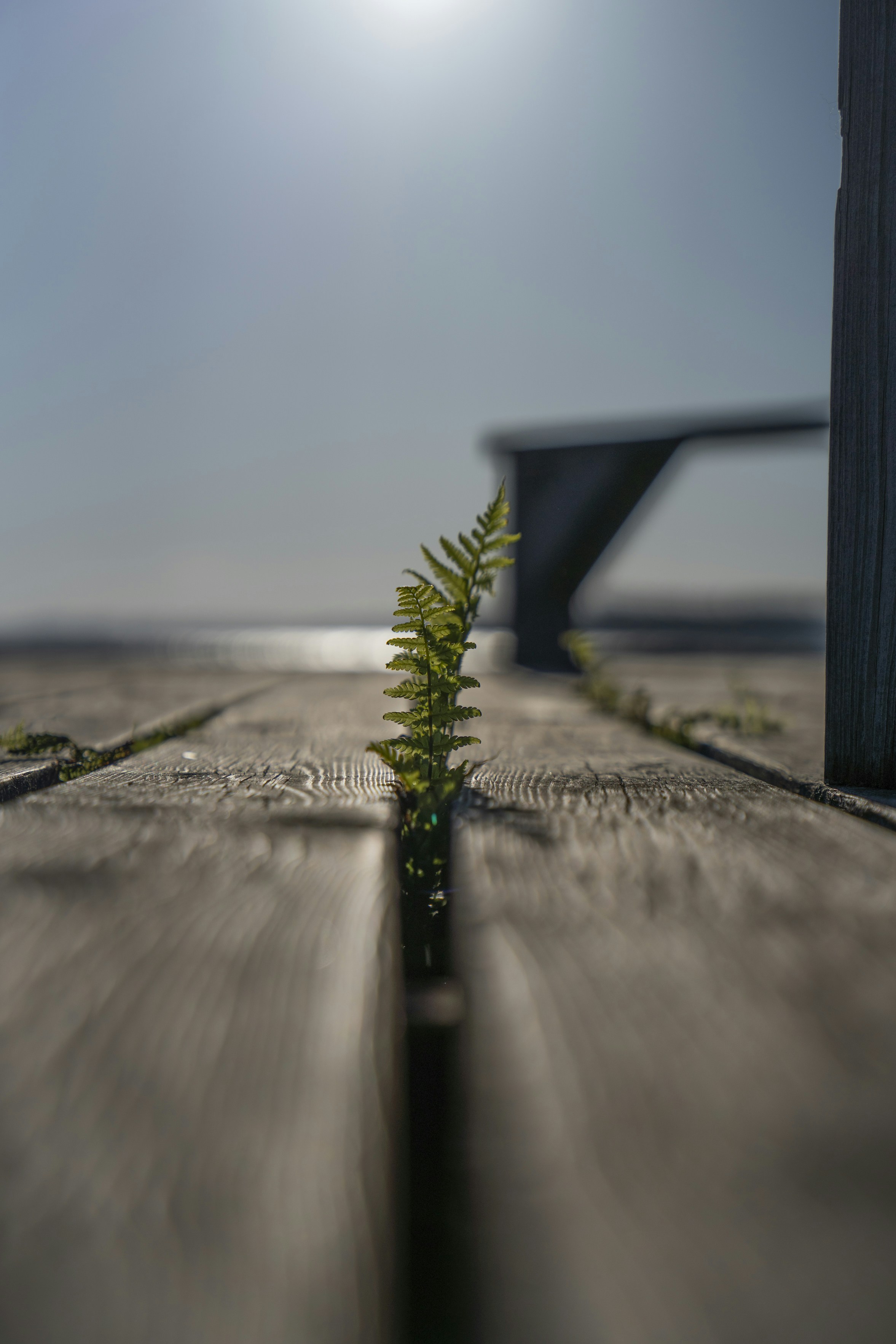 green plant on gray concrete floor